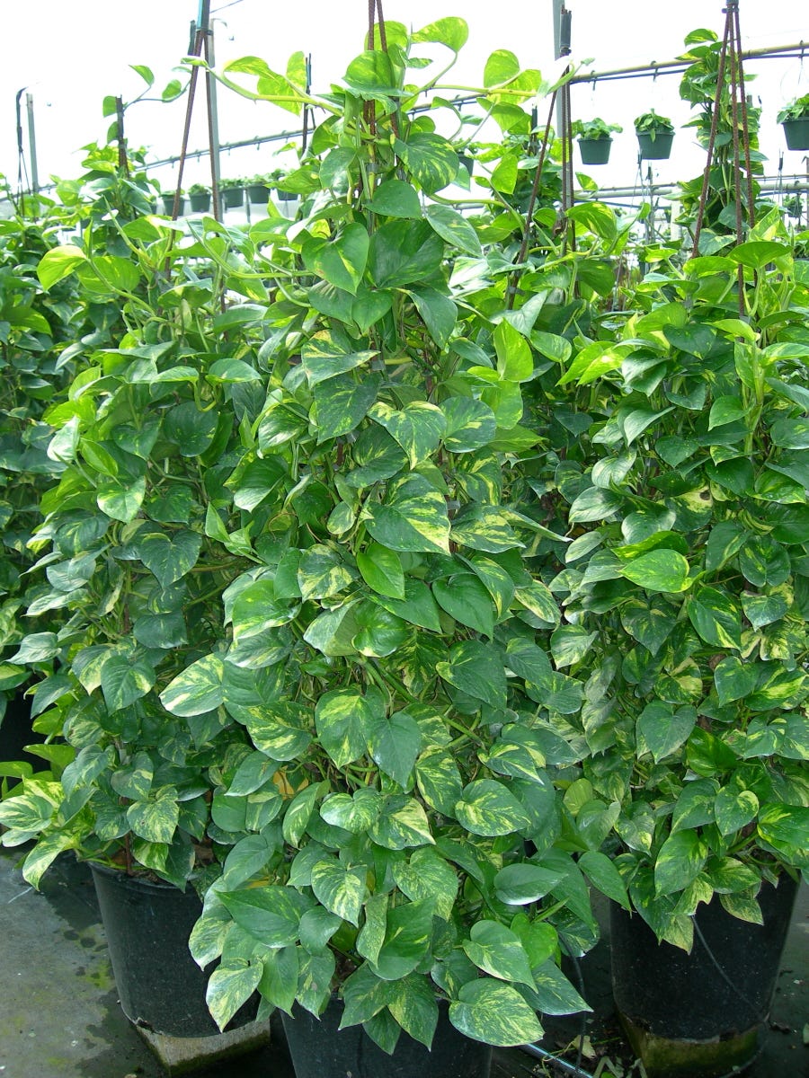 Gardening in Florida: What's the best way to deal with invasive pothos?