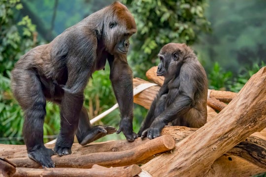 Milwaukee County Zoo gorillas to be transferred to Columbus Zoo