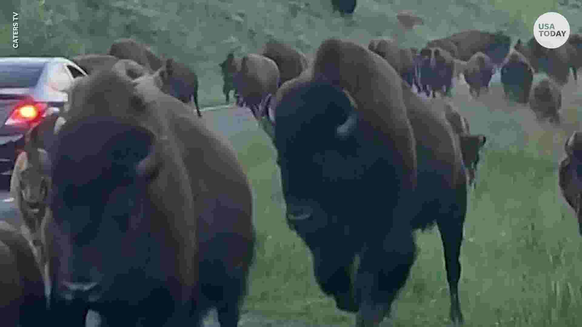 Giant bison slams into car at Yellowstone during stampede