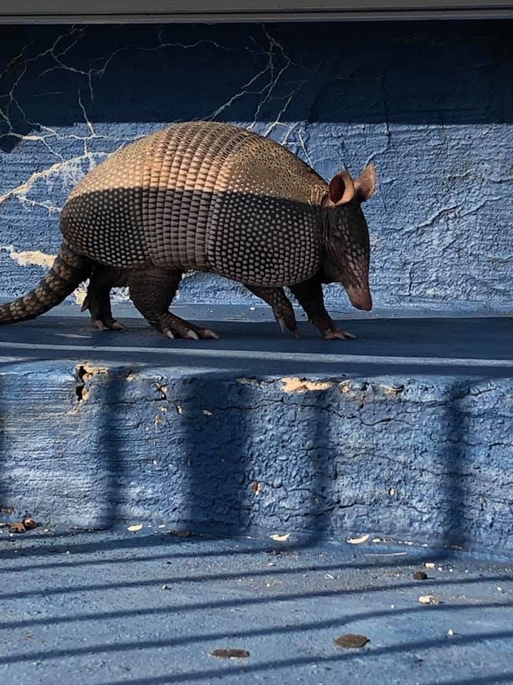 Yes, that's an armadillo roaming the Reitz Bowl