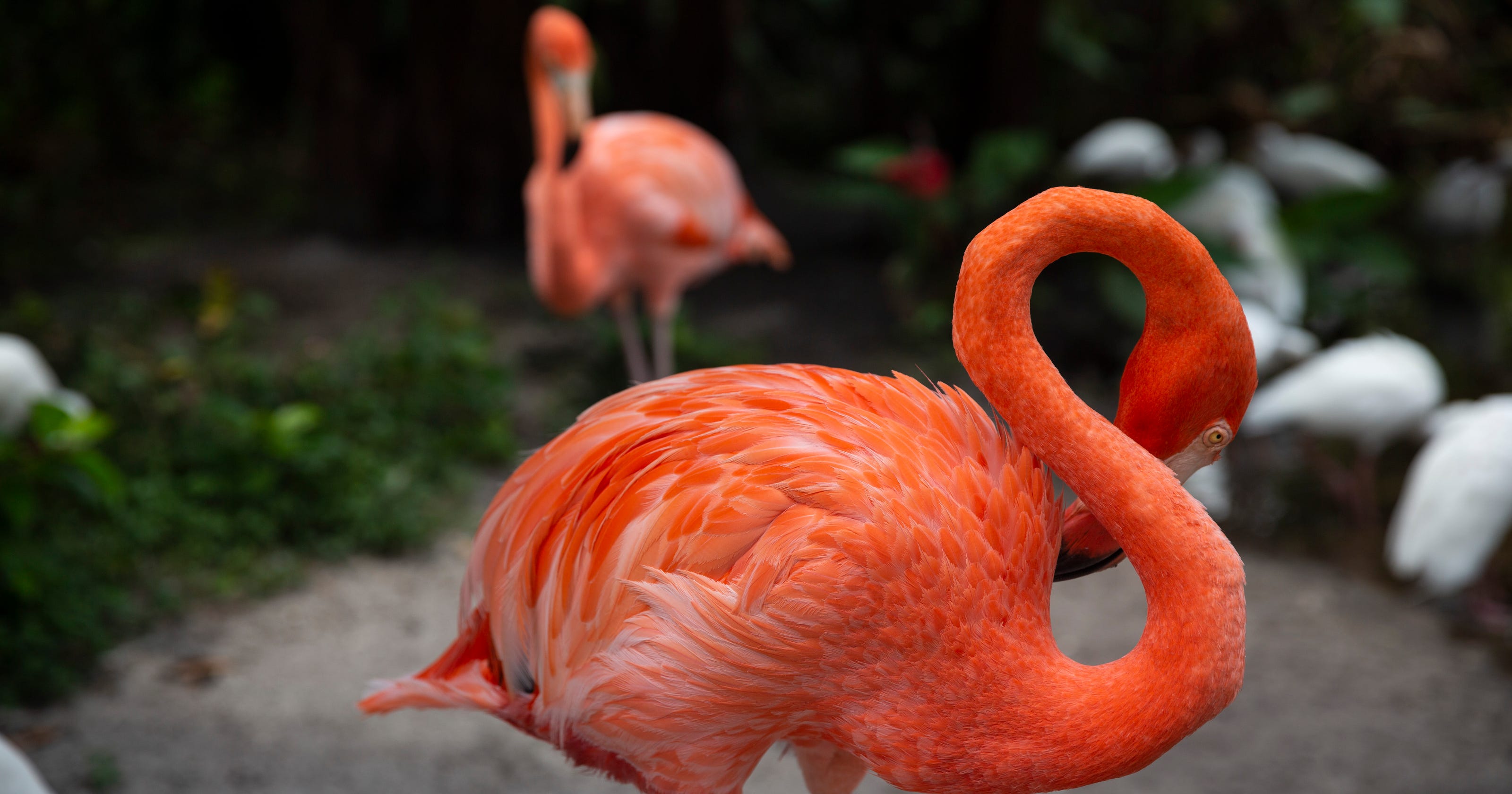 FlamCam: Watch flamingos on Everglades Wonder Gardens webcam Bonita