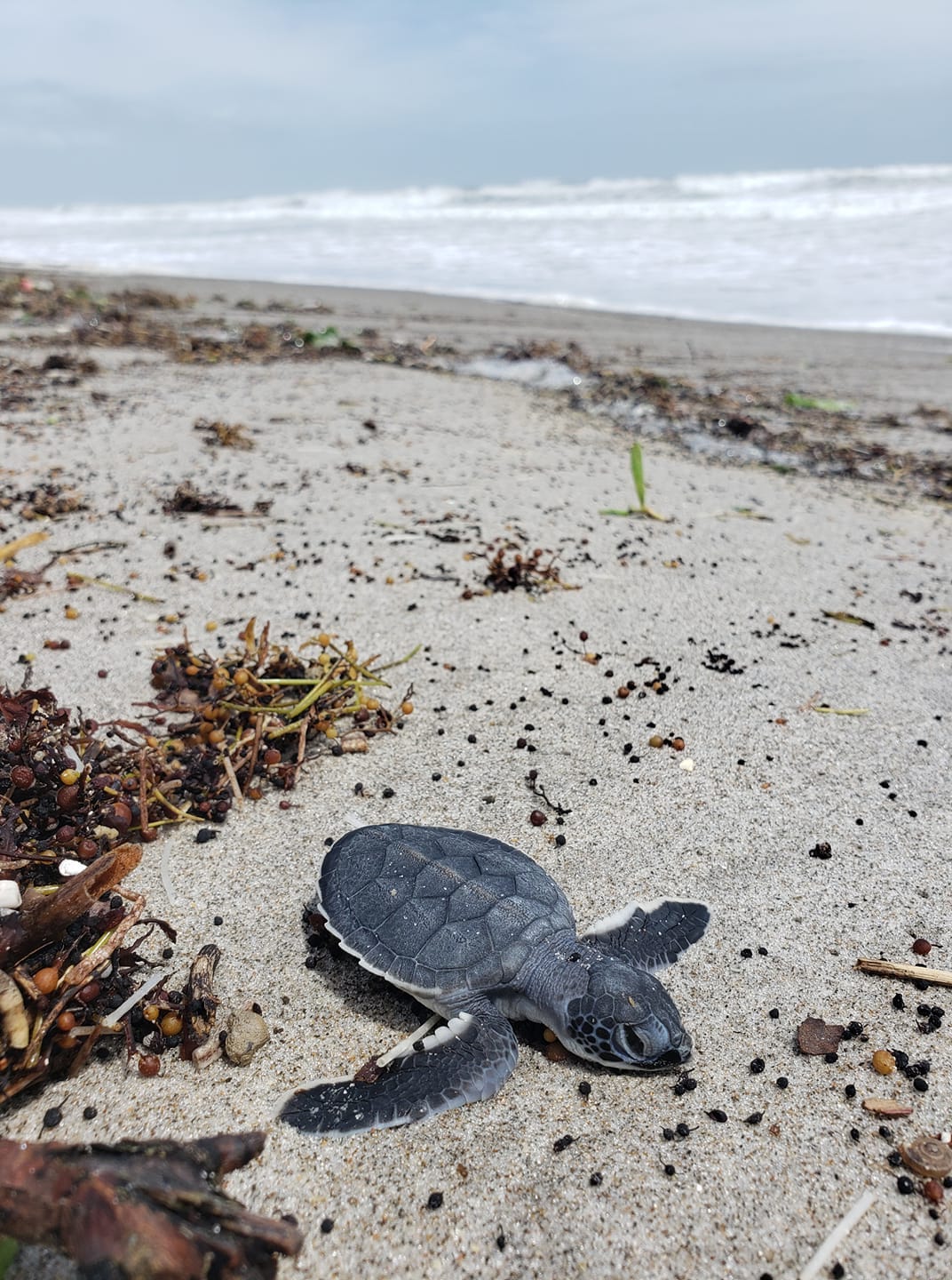 After Hurricane Dorian, call sea turtle preservation society for ...