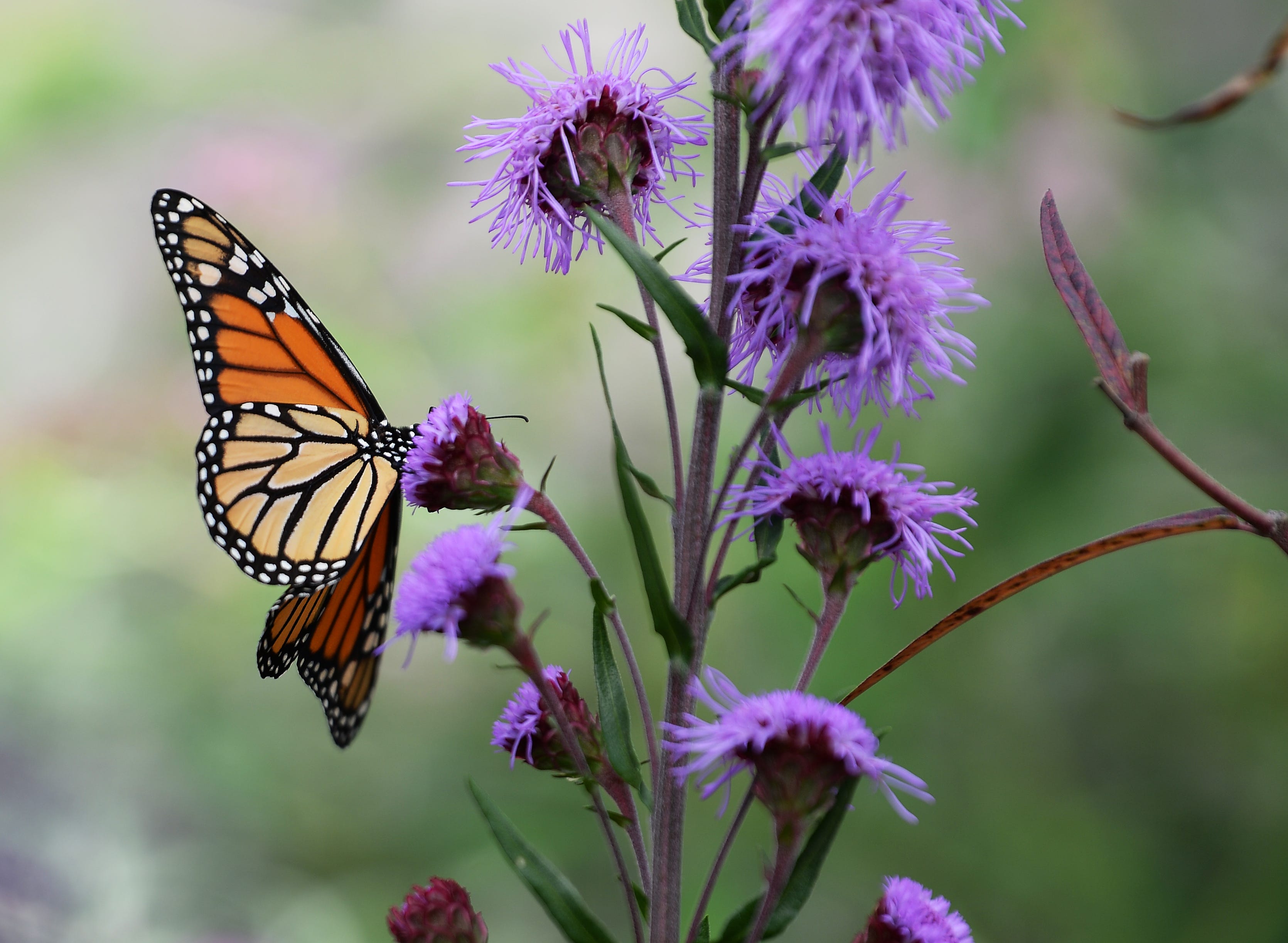 Raising butterflies in the garden Brenda Dziedzic
