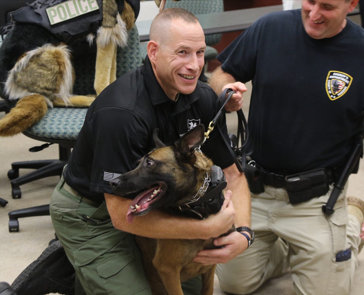 Retired U.S. Air Force military working dogs available for adoption