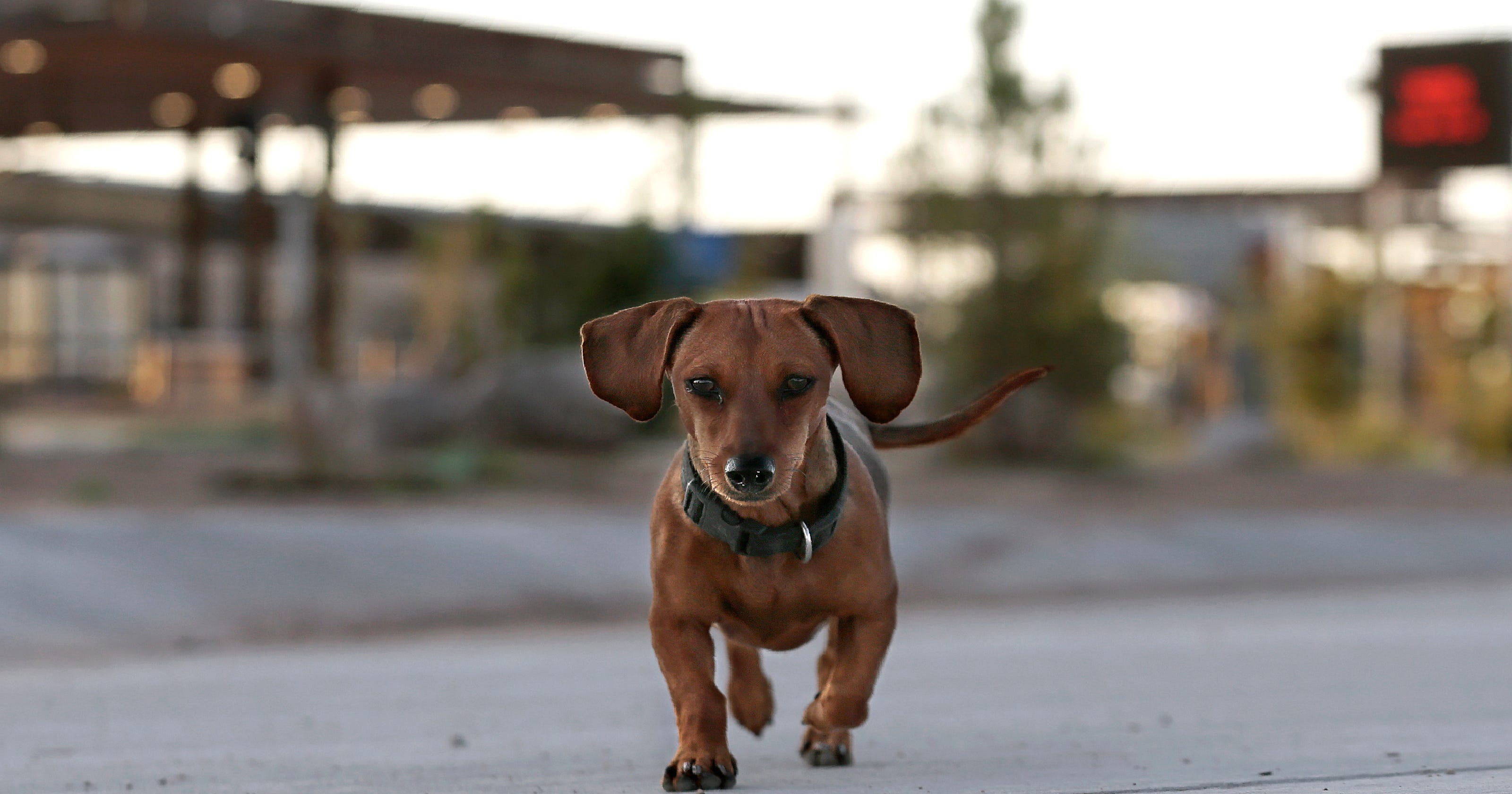 Border-crossing wiener dog takes care of school children