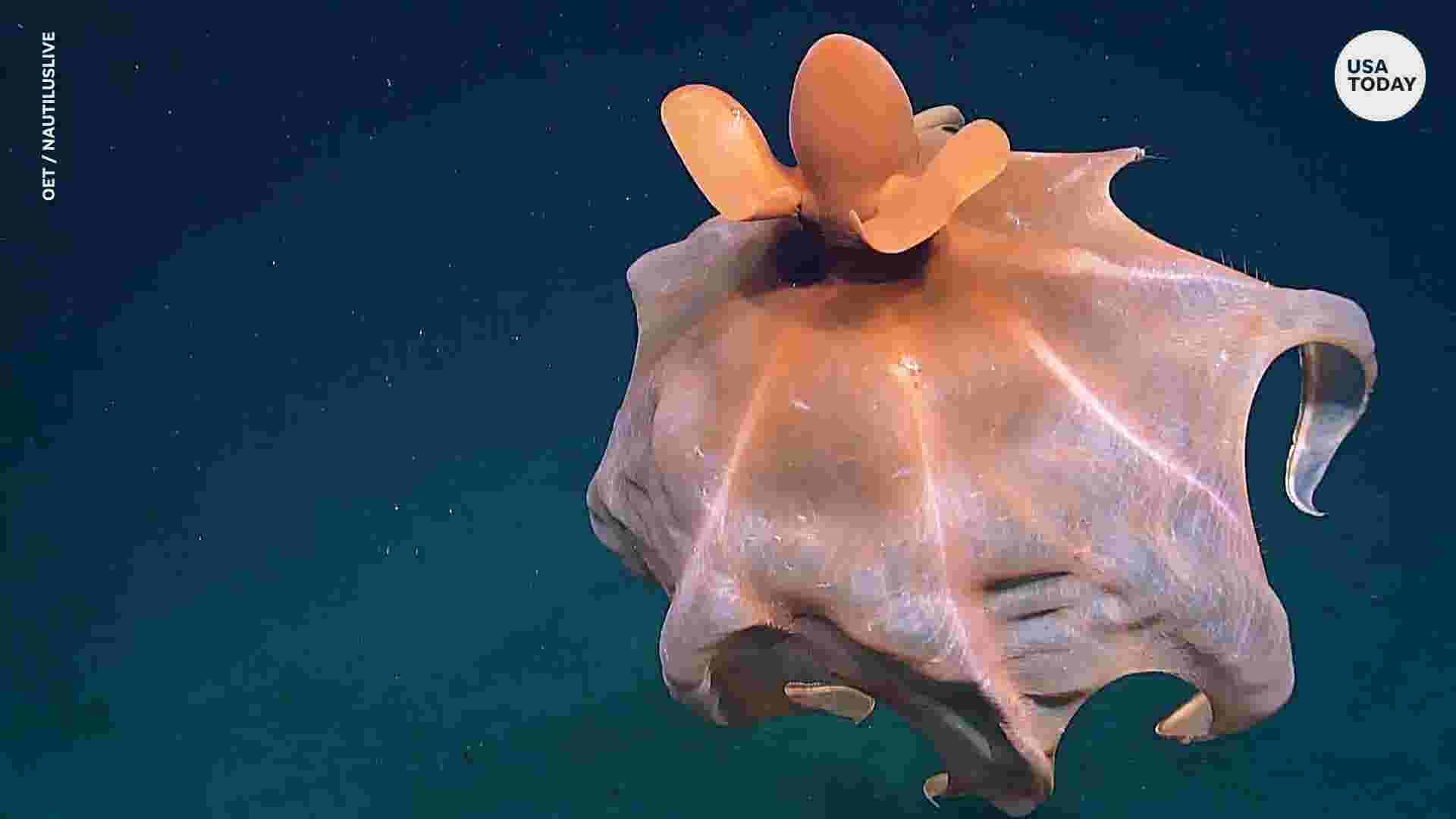 Dumbo octopus puts on a show