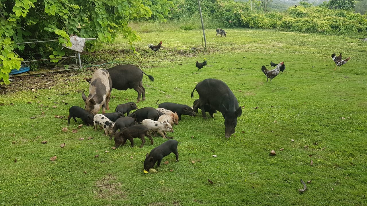 With hogs running wild on Guam, bill looks to remove hunting permit ...