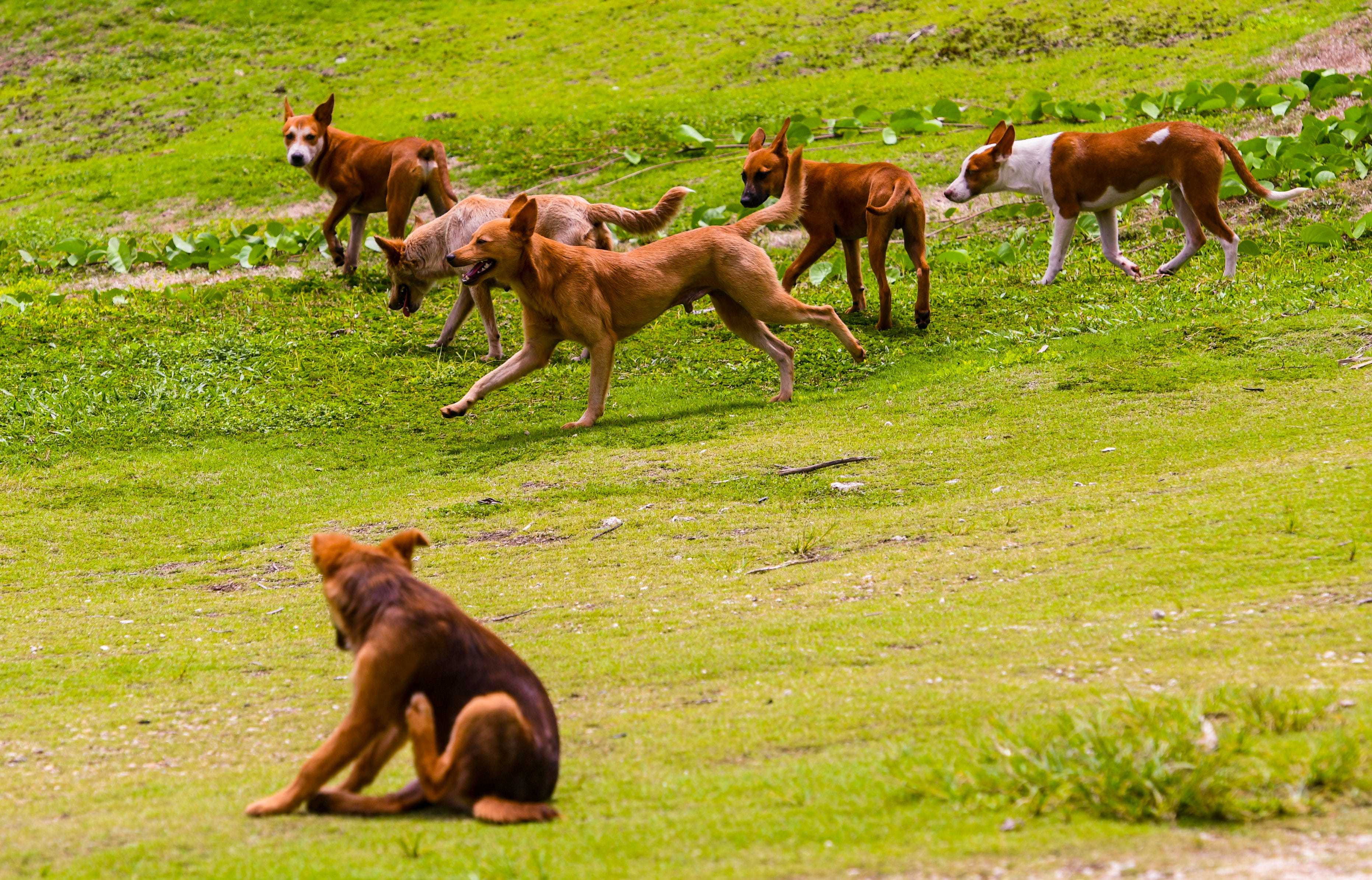 Animal Control: Agriculture applies for grant to catch stray animals