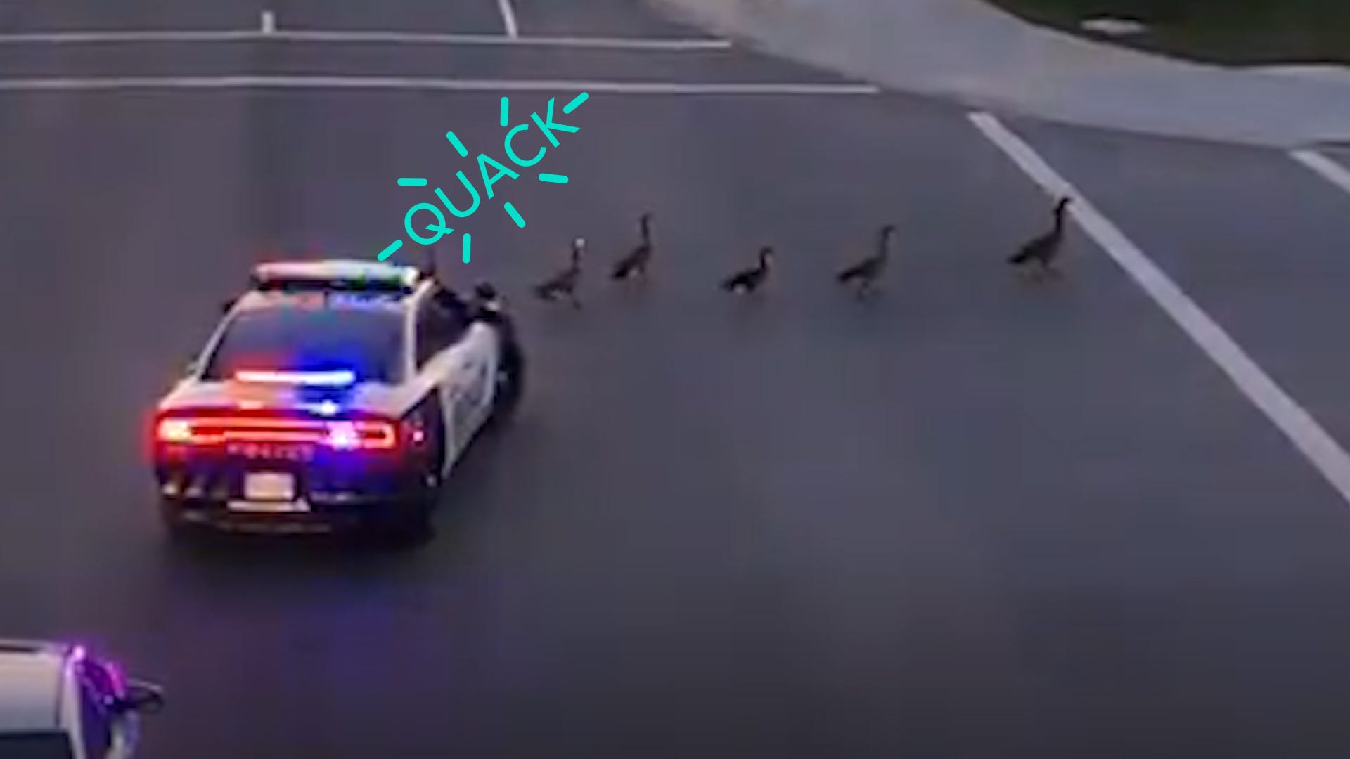 This police car is making animal noises