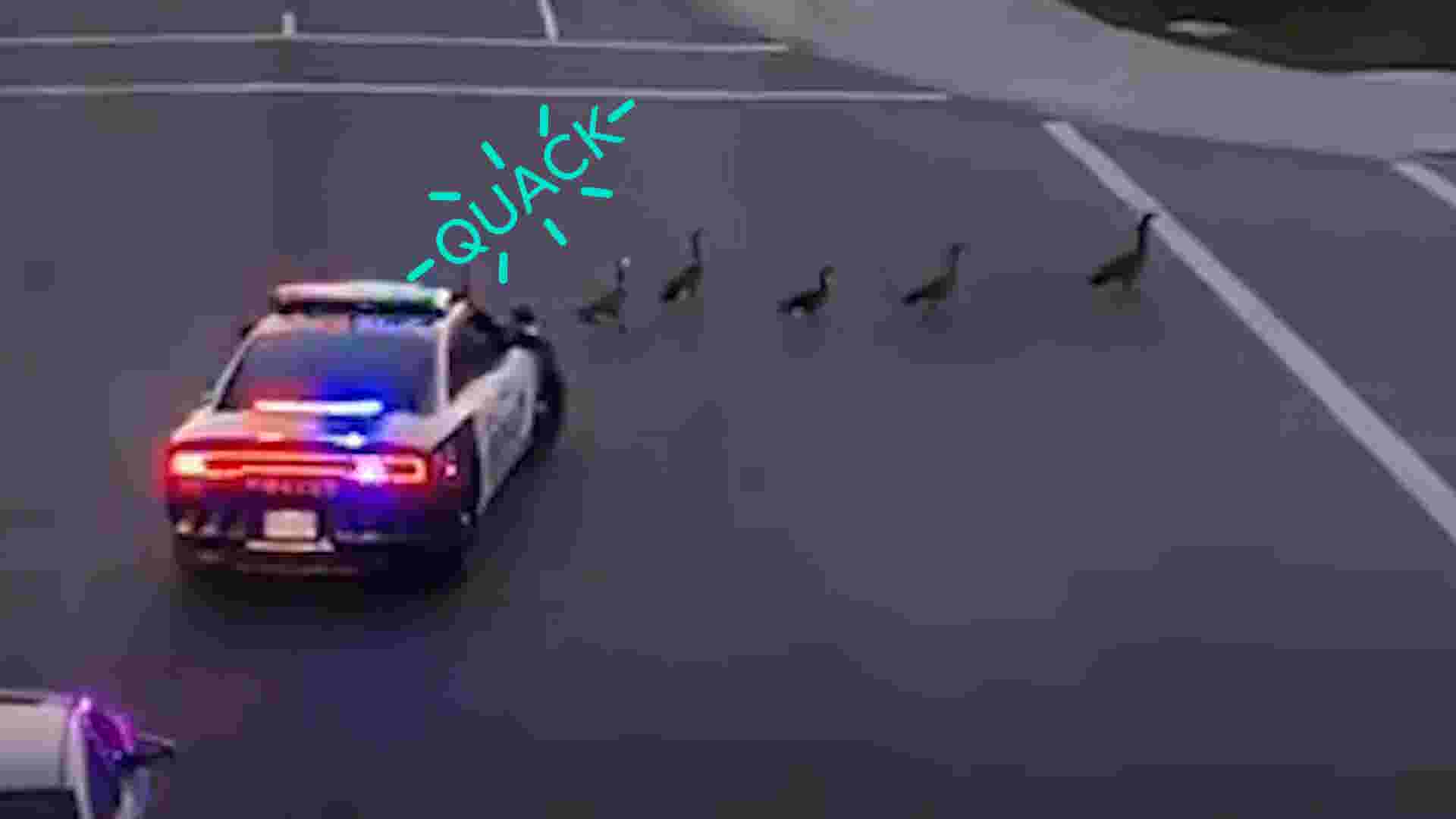 This police car is making animal noises