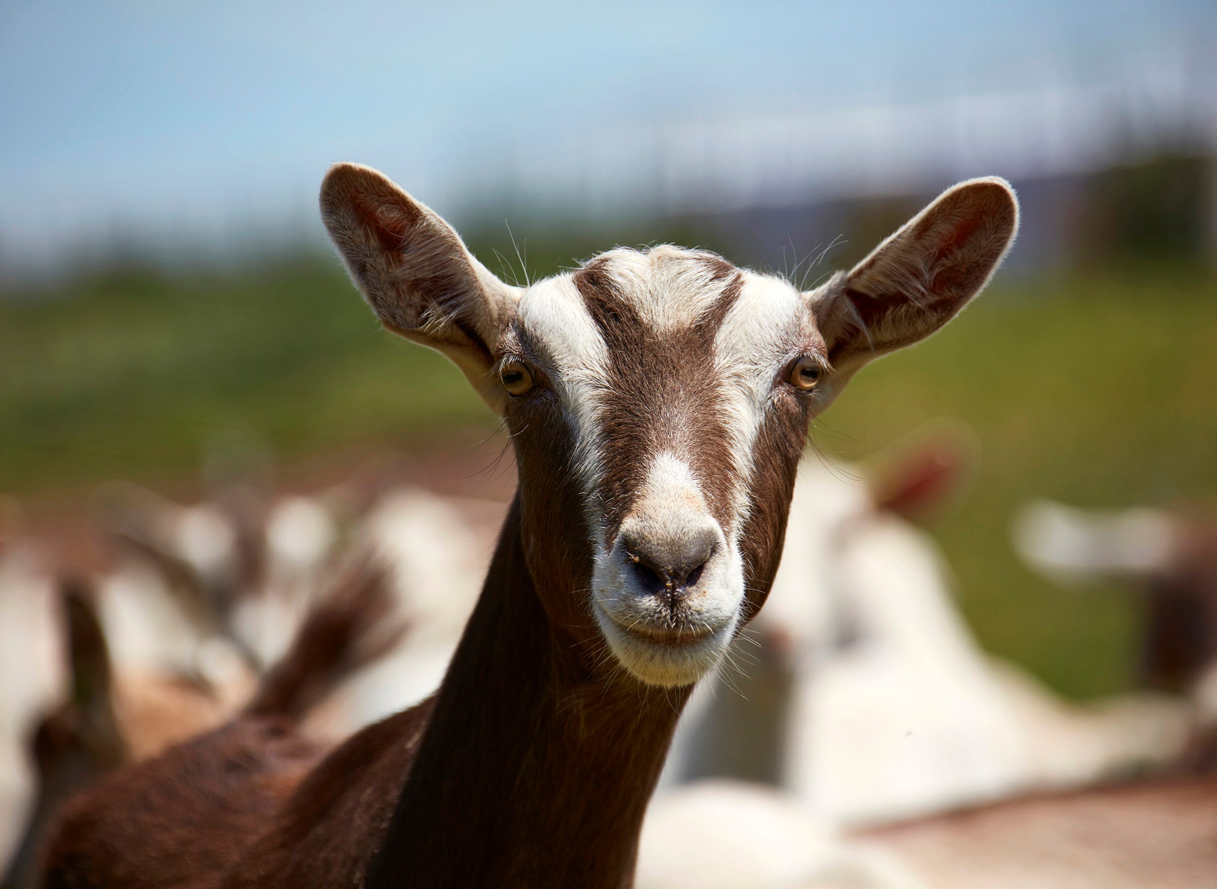 At more than 83,000 goats, WI leads the nation in goat herds