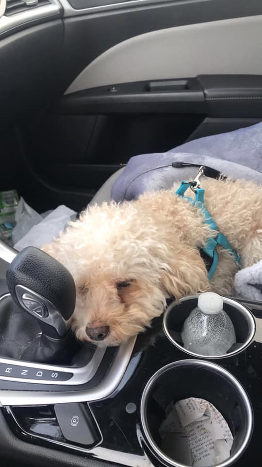 Who mortally wounded this New Jersey family's beloved poodle?