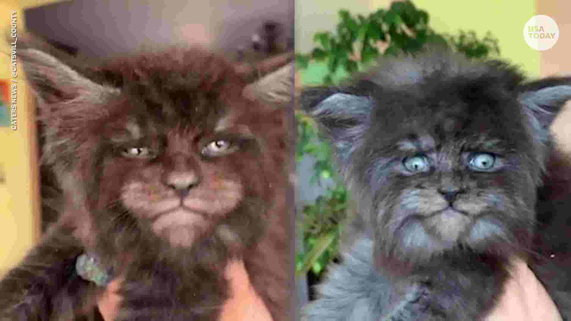 Fluffy kittens have uncanny resemblance to tiny werewolves