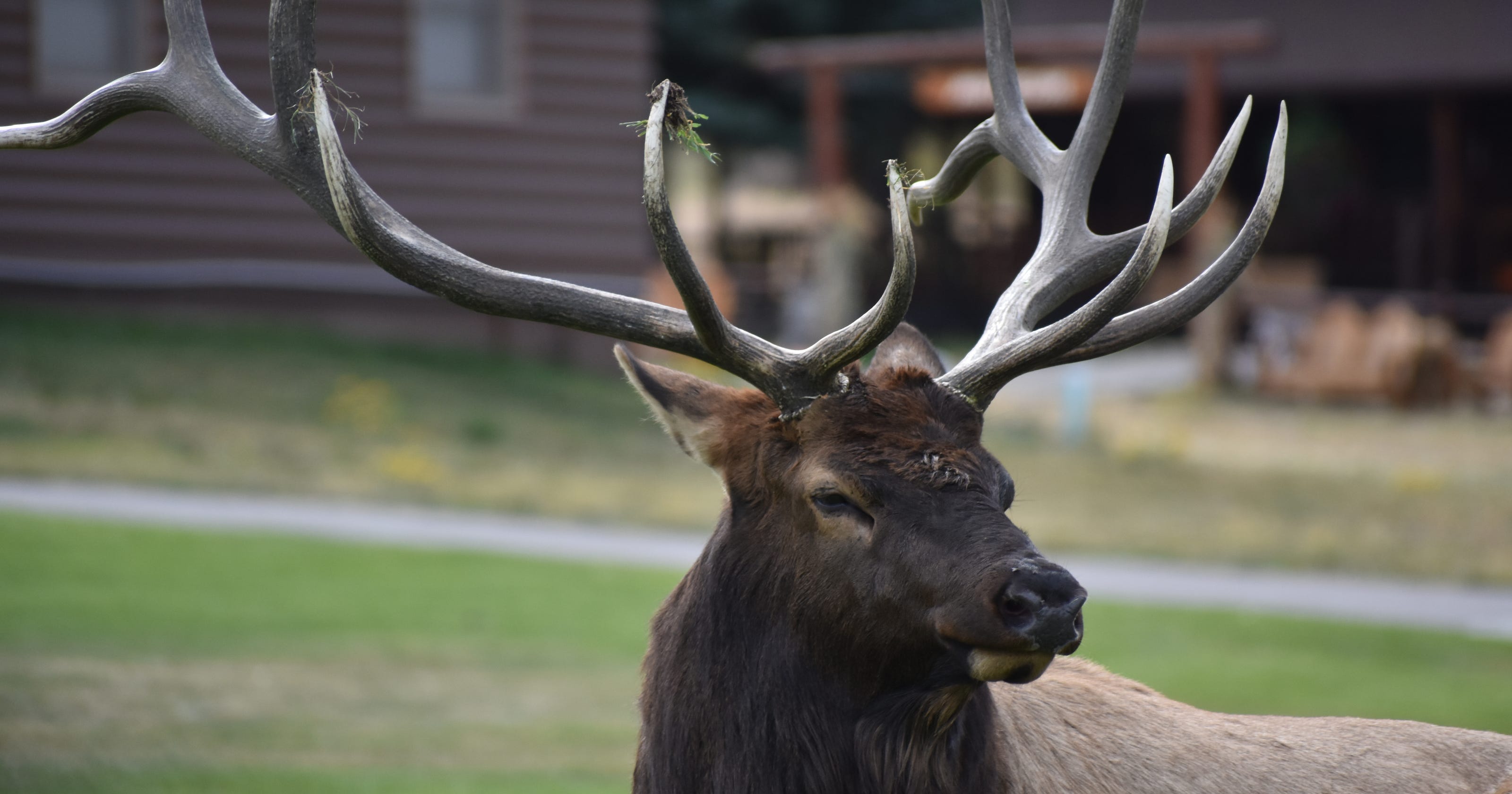 Male Elk running through Fort Collins , Dept. of Wildlife on scene