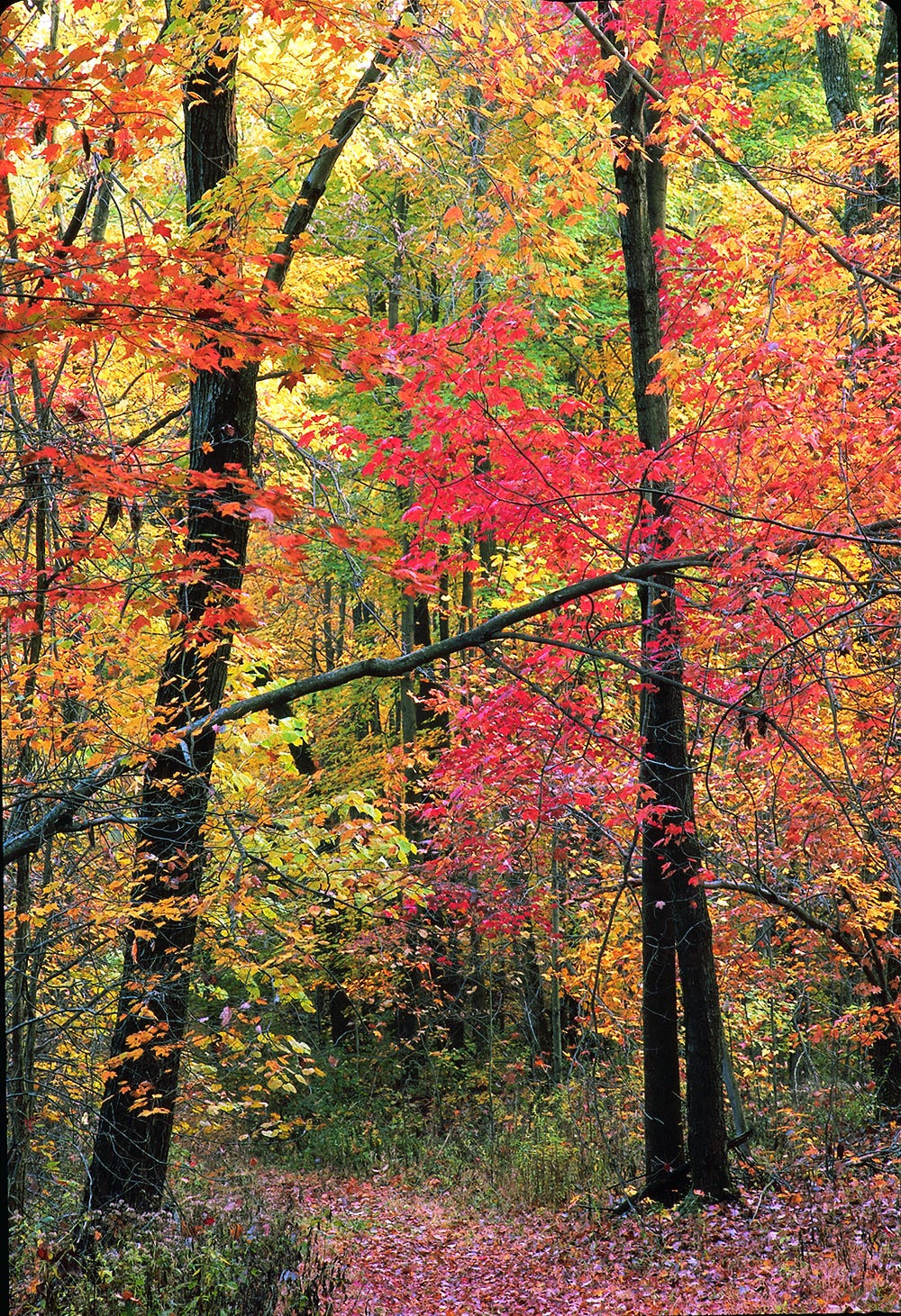 Indiana fall leaves: Where to go, when to go, and what you'll see