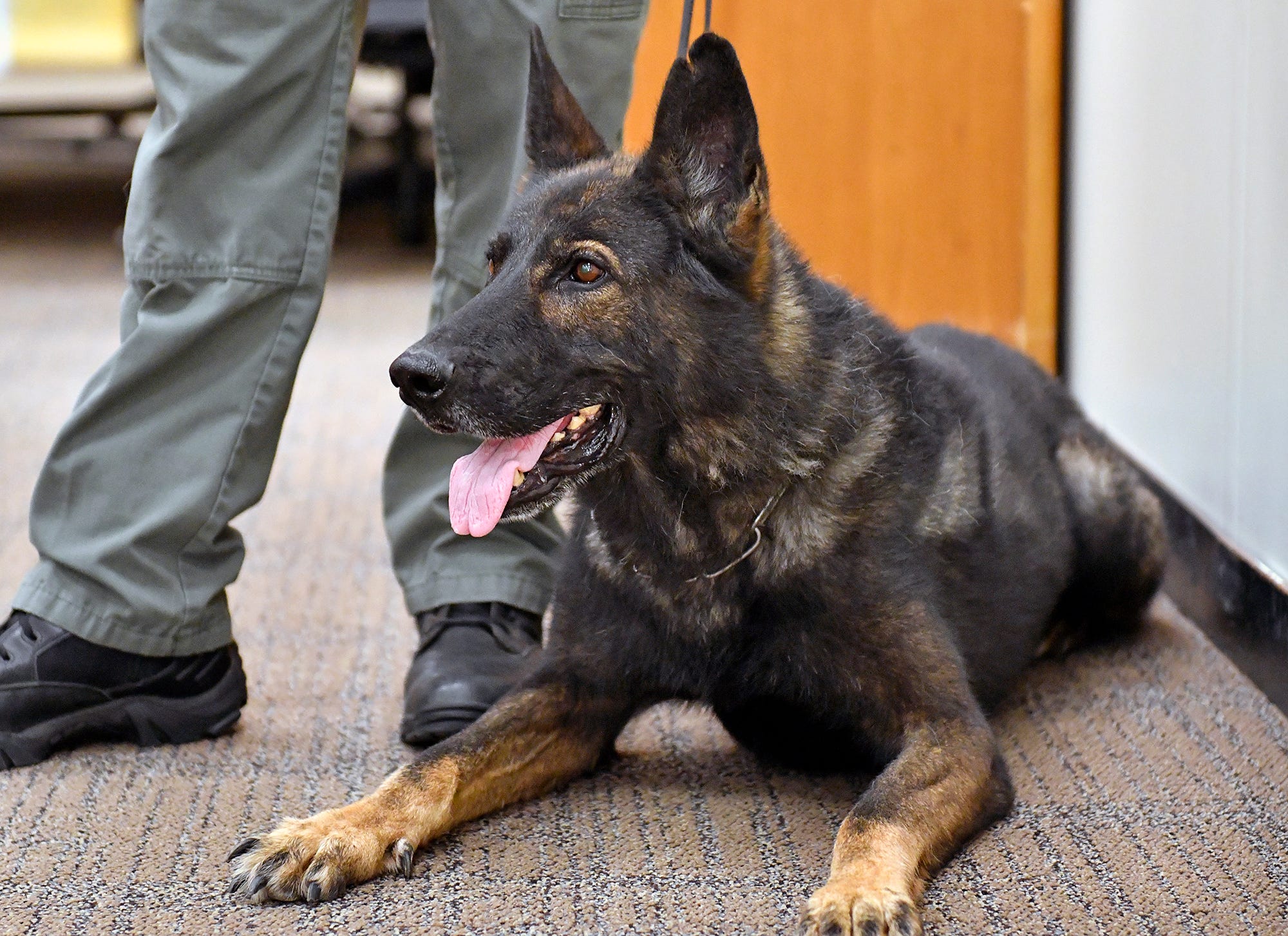 Retired U.S. Air Force military working dogs available for adoption