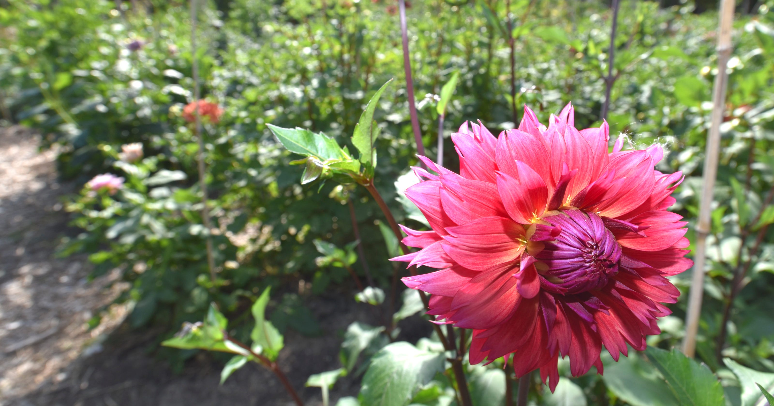 Tips for growing dahlias