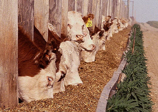 Producing safe, wholesome beef for consumers - Research Snappy