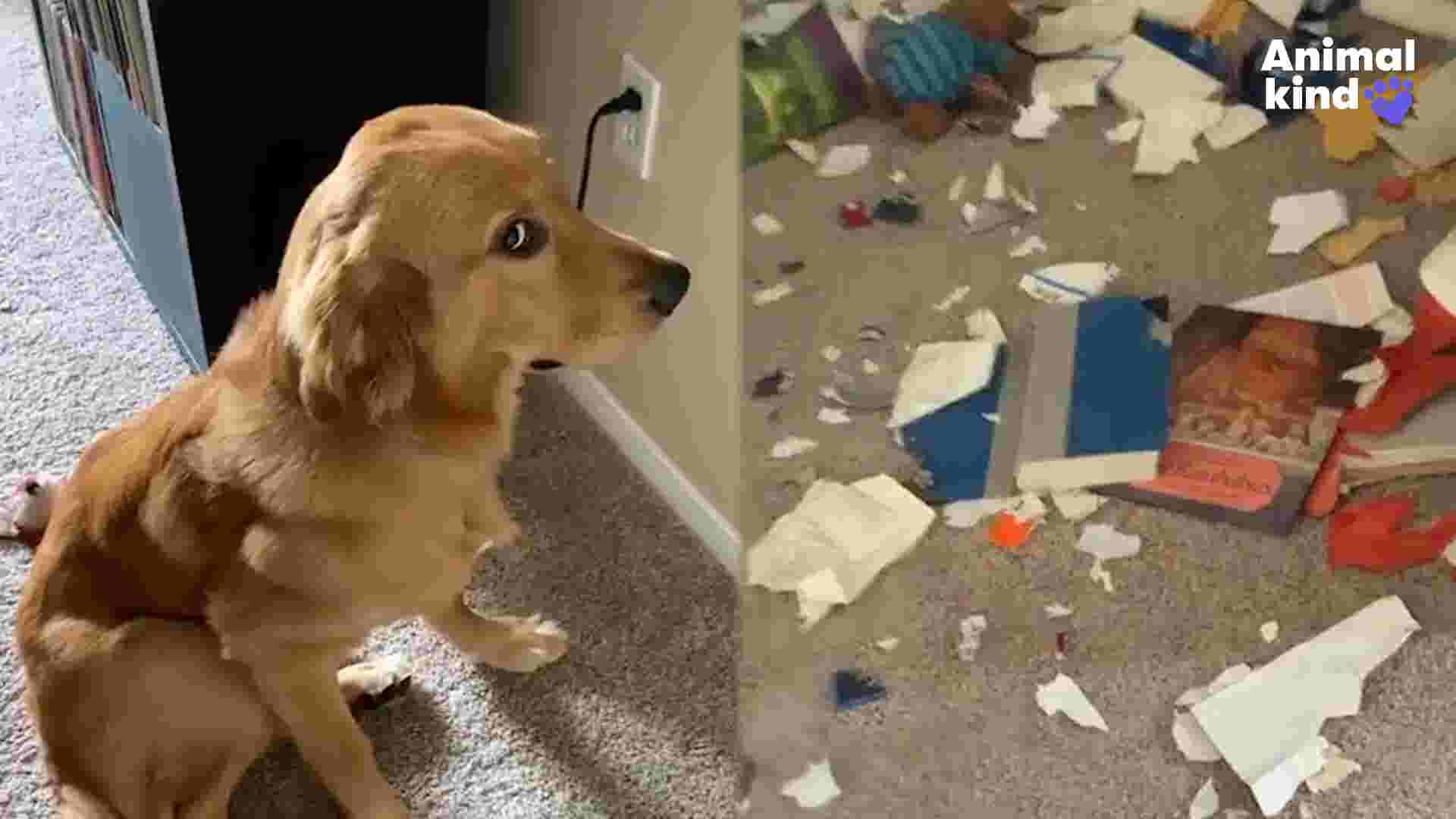 Guilty golden retriever has an excuse for trashing the house