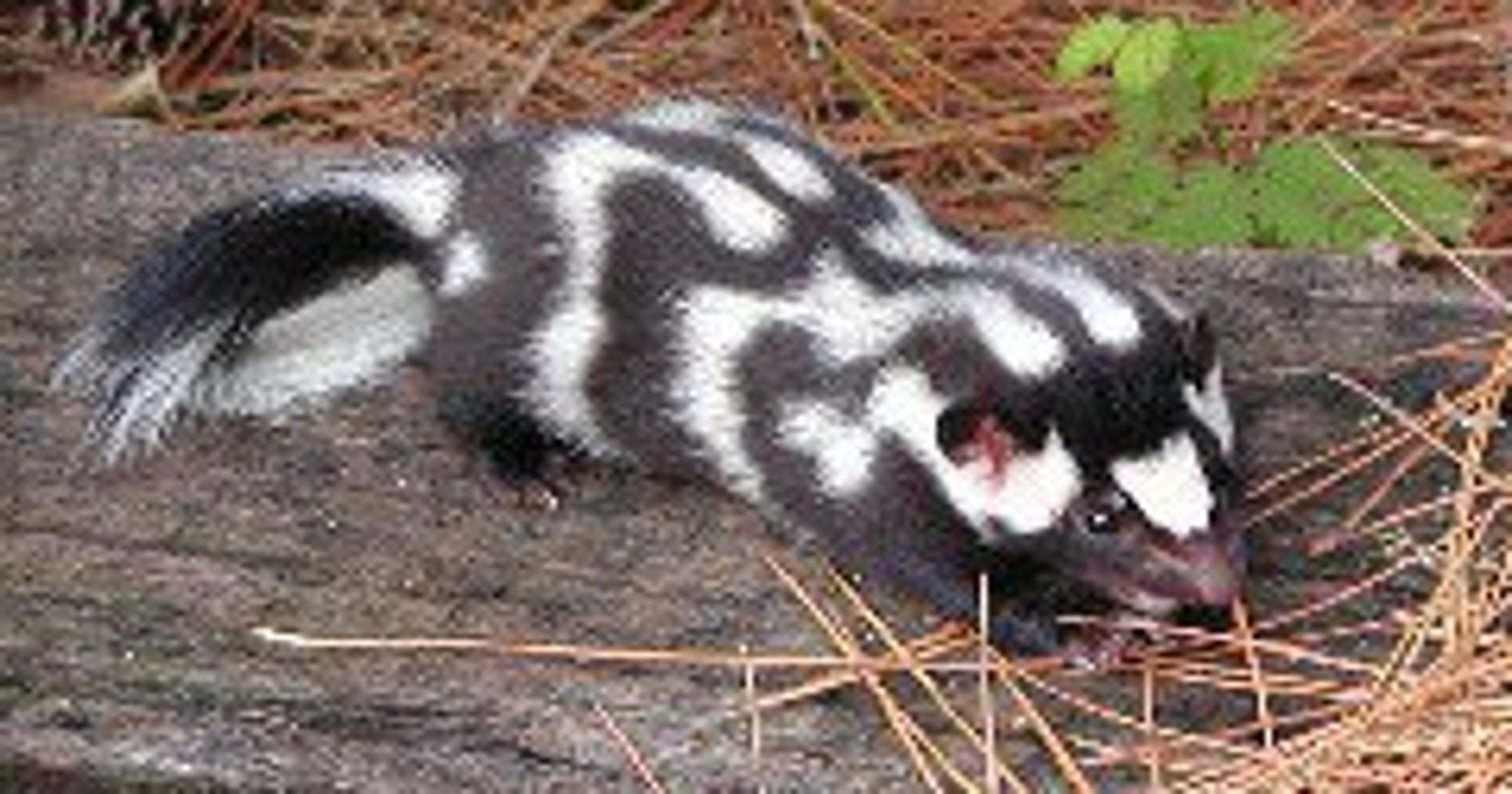 Have you seen a spotted skunk? Tell LDWF