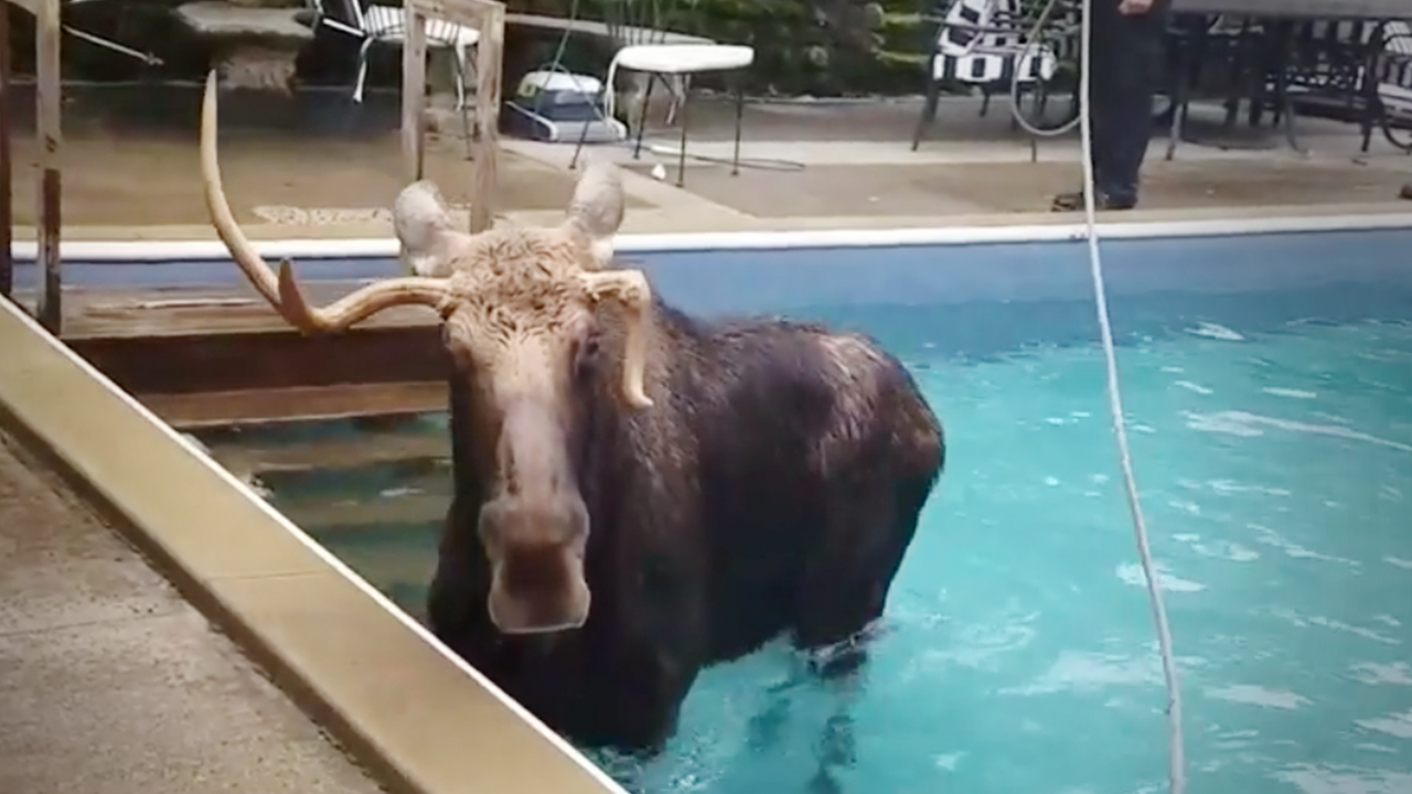 Confused moose realizes pools are easier to get in than get out of