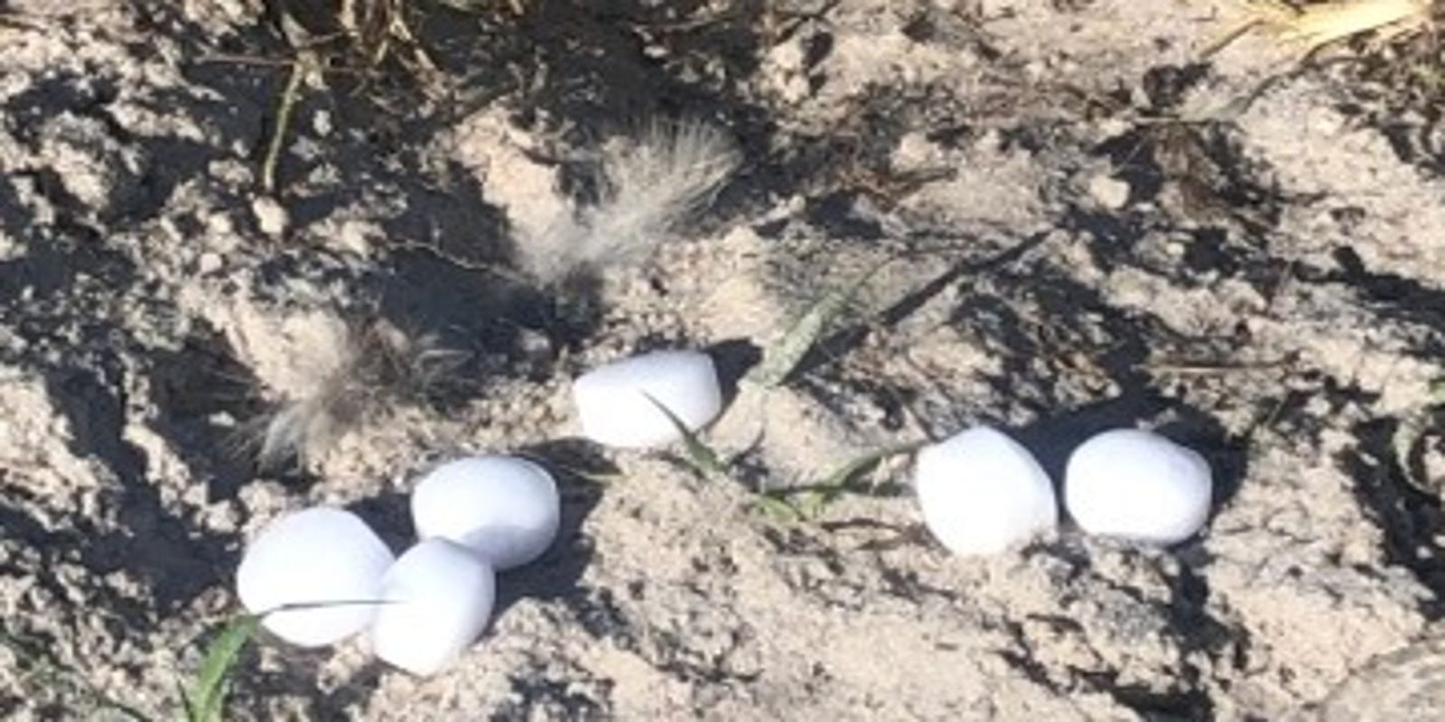 Realtor puts mothballs into owl burrow on Marco Island, Audubon says