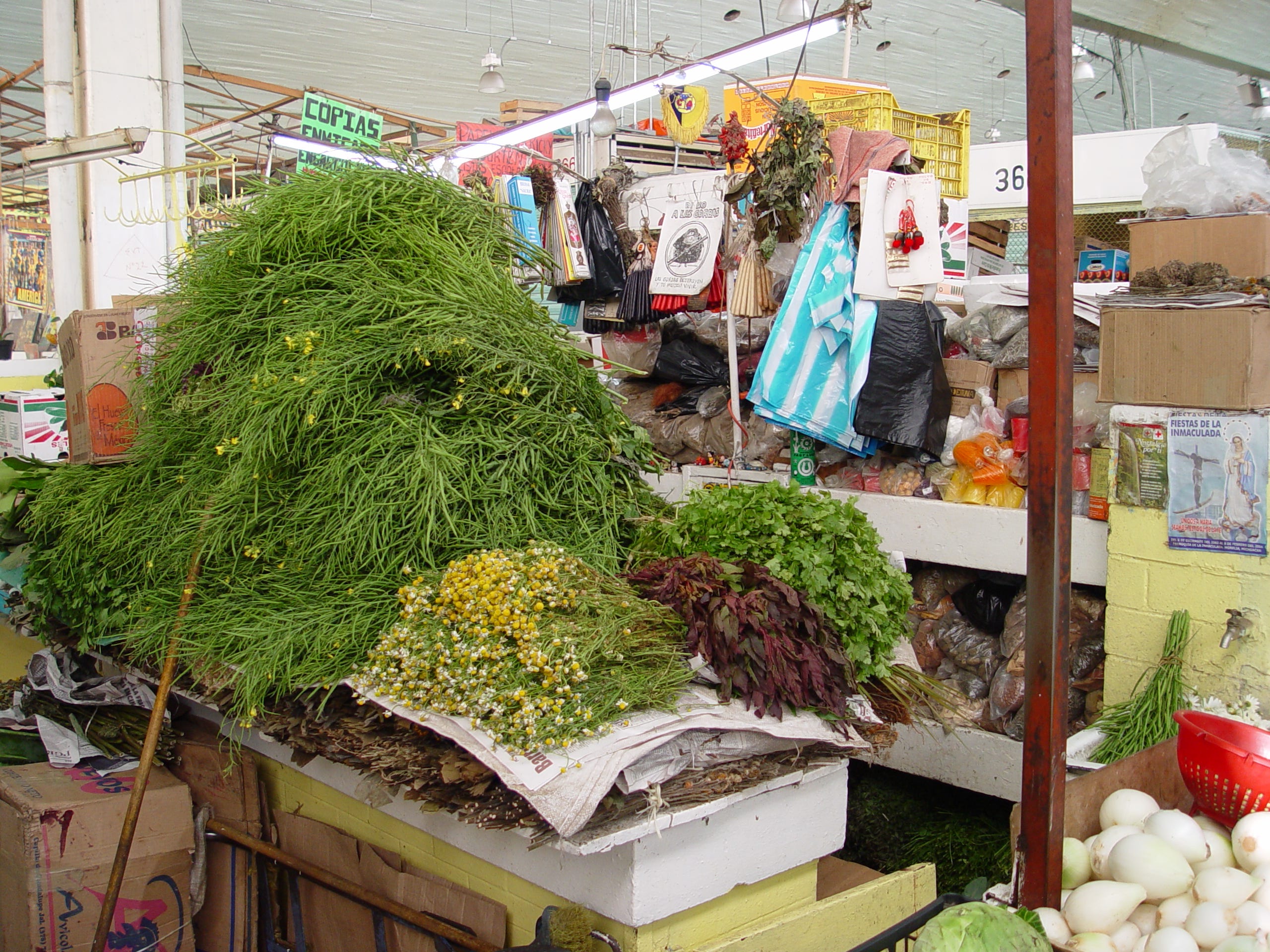 Sanguis Draconis: The history of the dragon tree is shrouded in magic