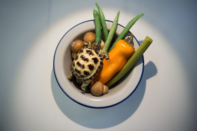 Disgusting Food Museum Food So Gross You Have To Try It