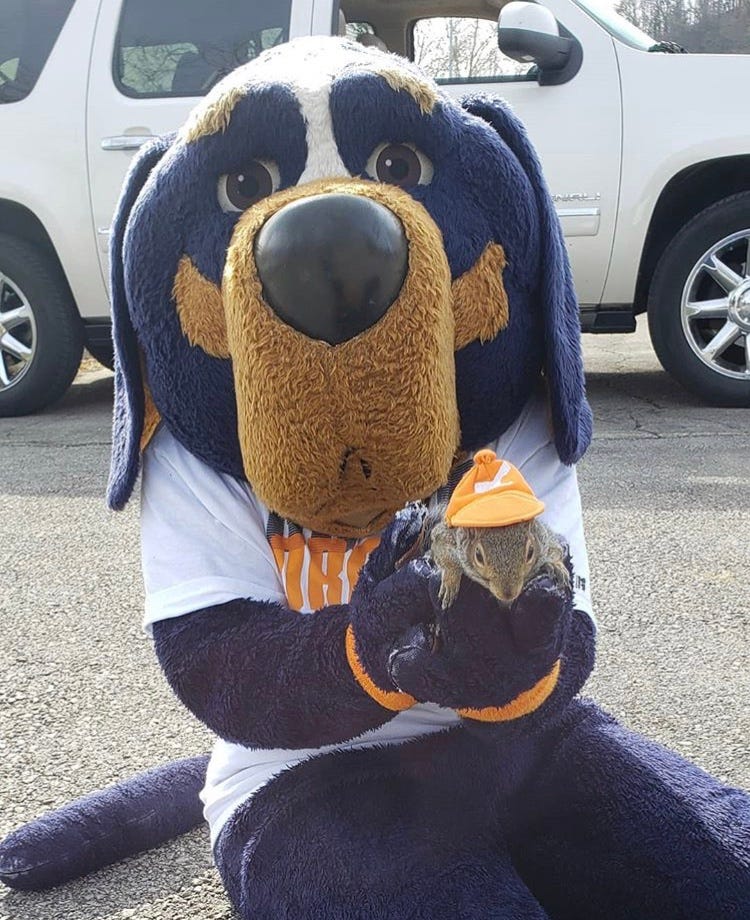Tennessee football: Sinan the squirrel attends Vols game at Neyland