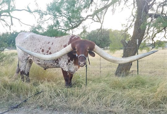 Rocksprings longhorn Bucklehead breaks Guinness world record