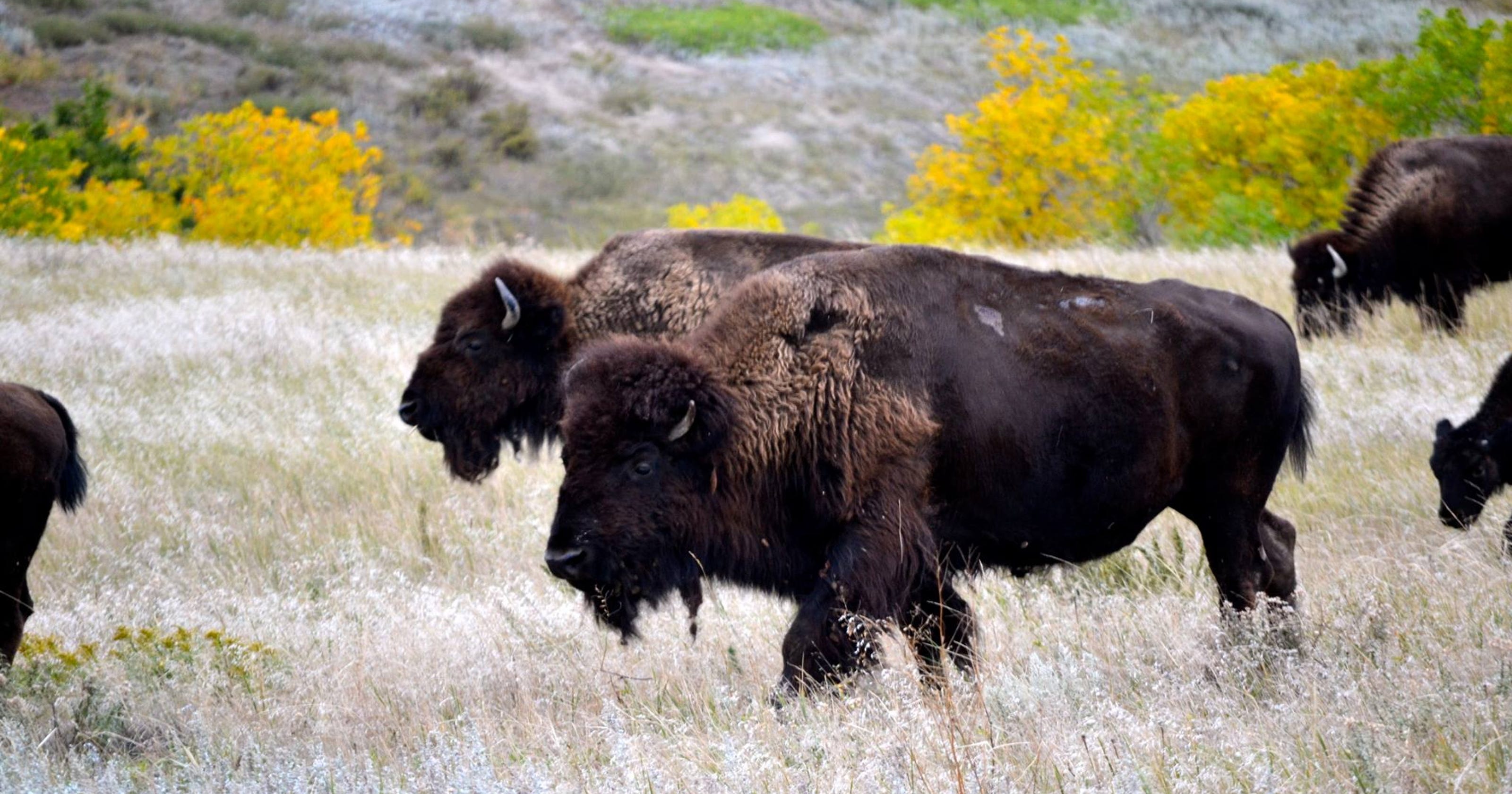 Bison return to area of Badlands National Park for first time since 1870s