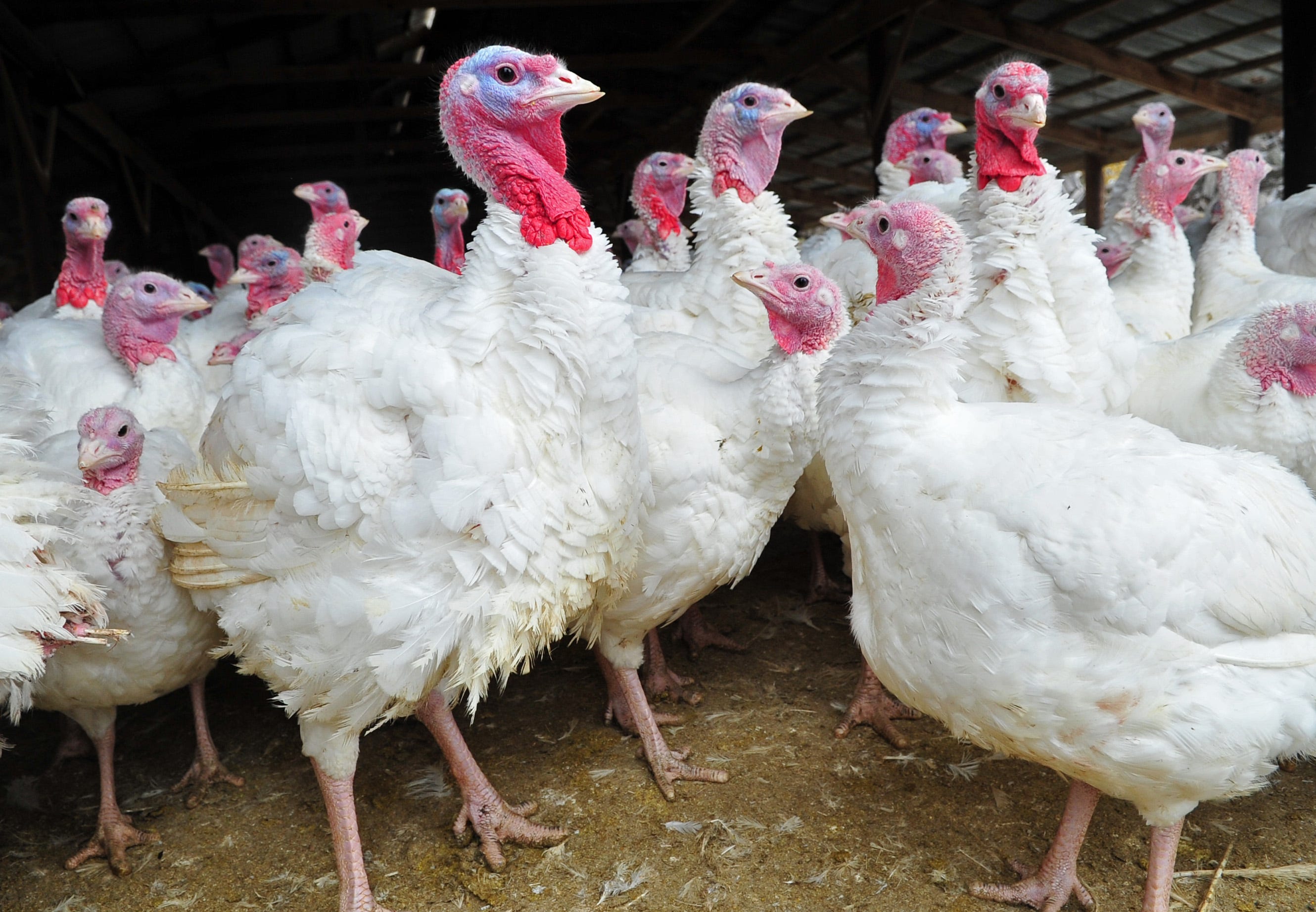8 local farms to get fresh turkey for Thanksgiving