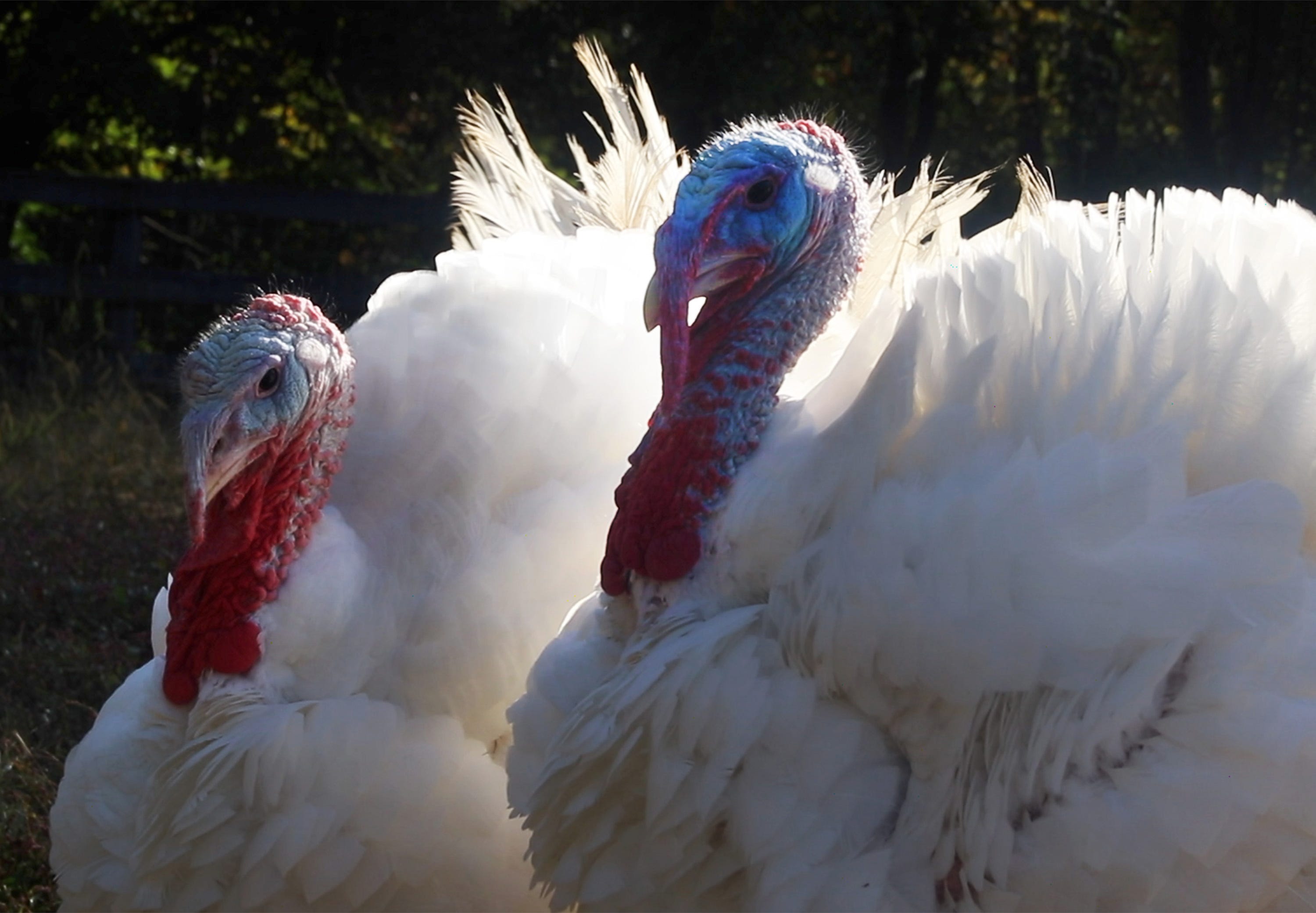 Want a fresh turkey for Thanksgiving? Here's where to buy one in NJ