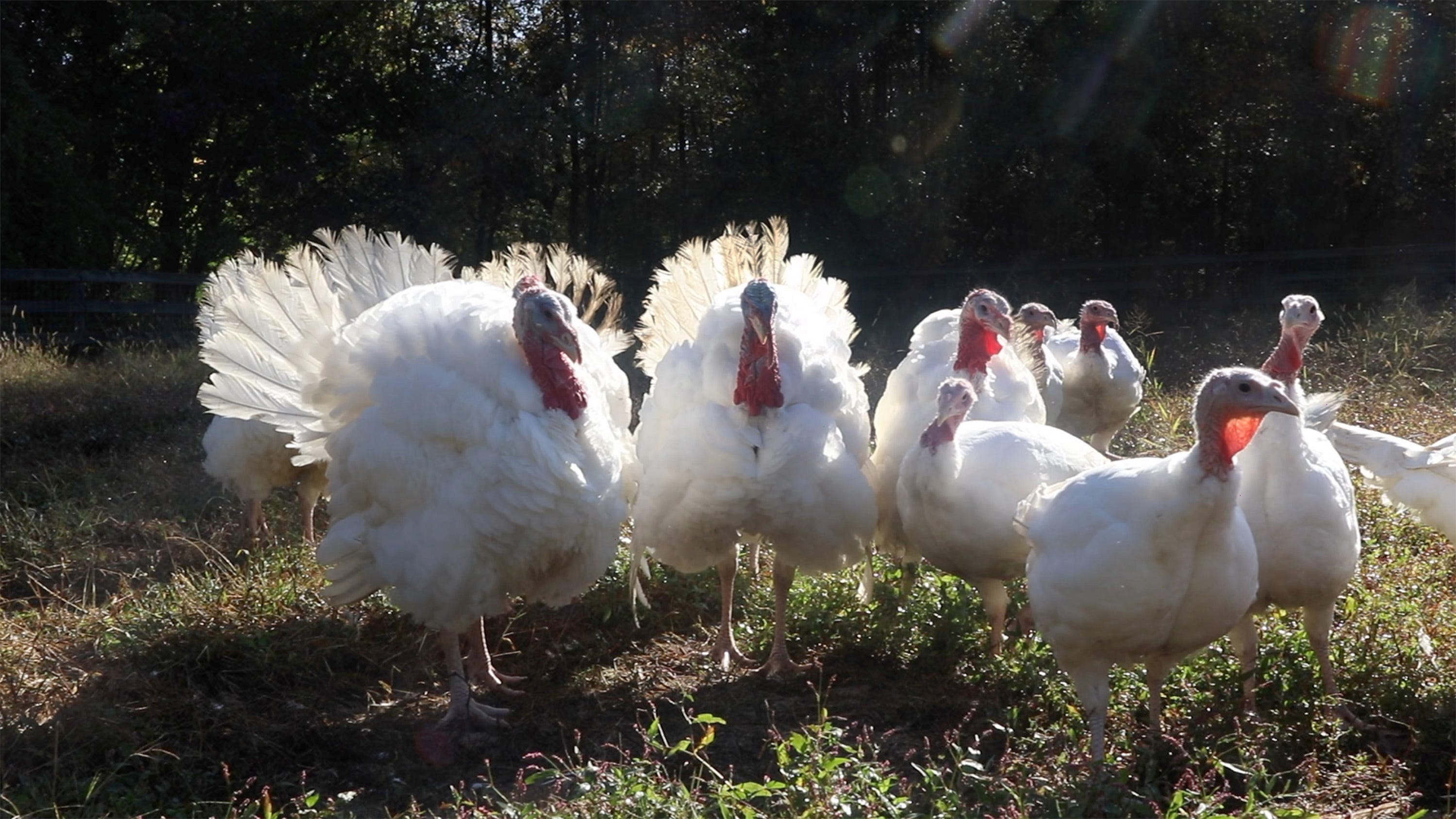 Thanksgiving 2020: 10 NJ farms for fresh, local turkeys