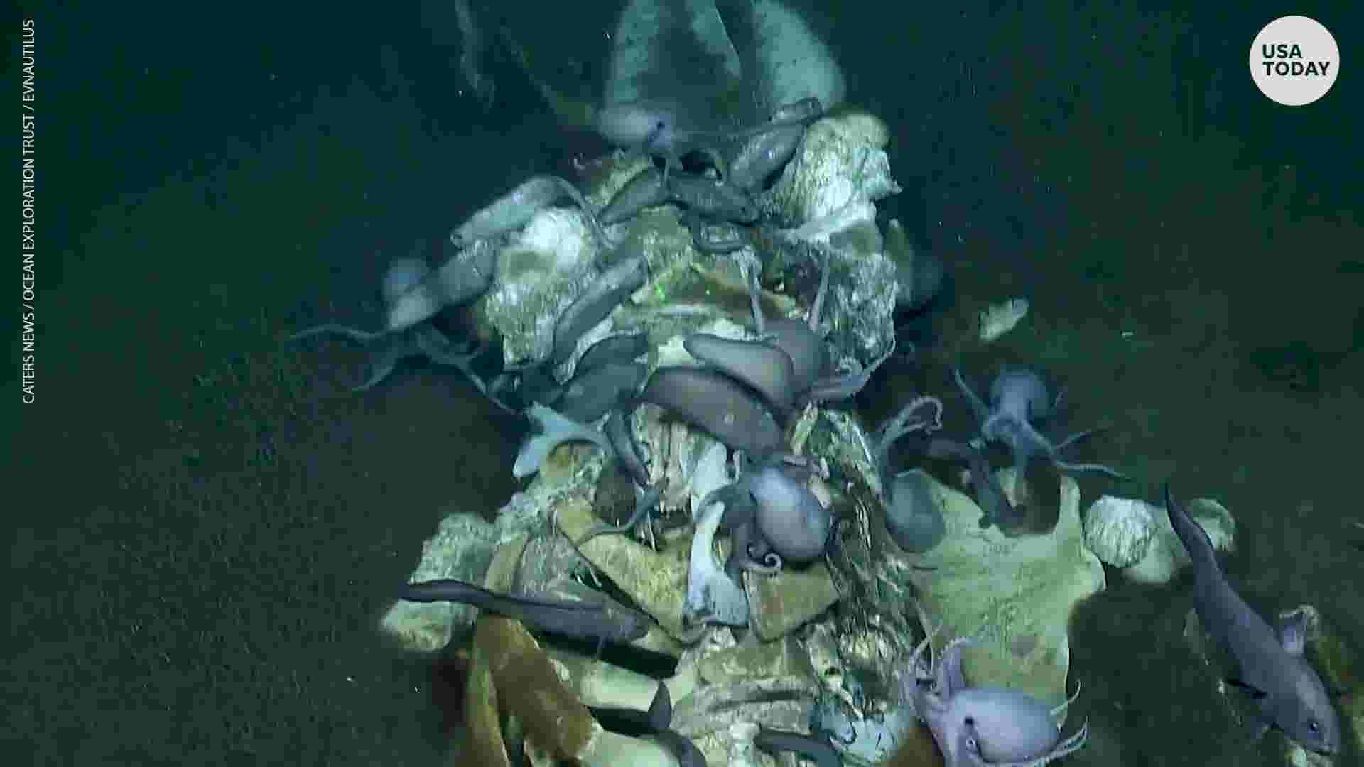 Scientists giddy over rare sight of octopuses eating whale carcass