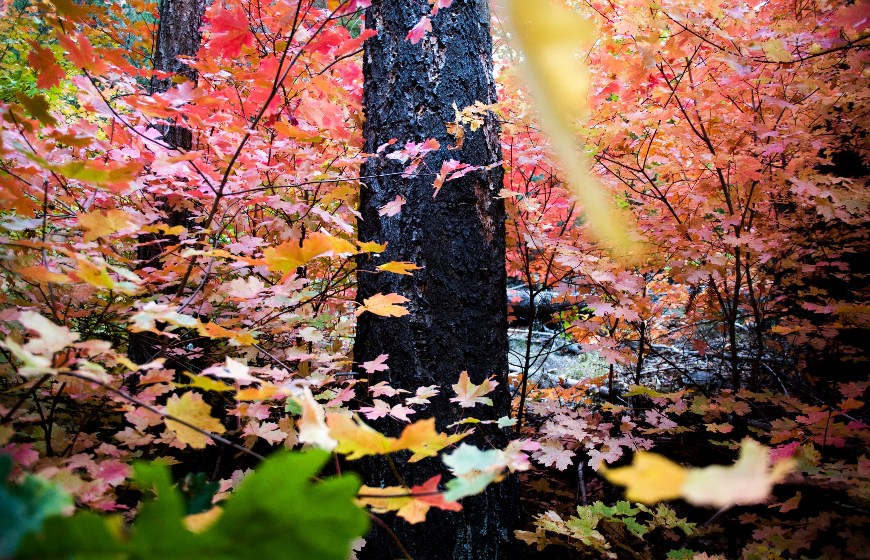 Best things to do this fall in Arizona: An insider's guide