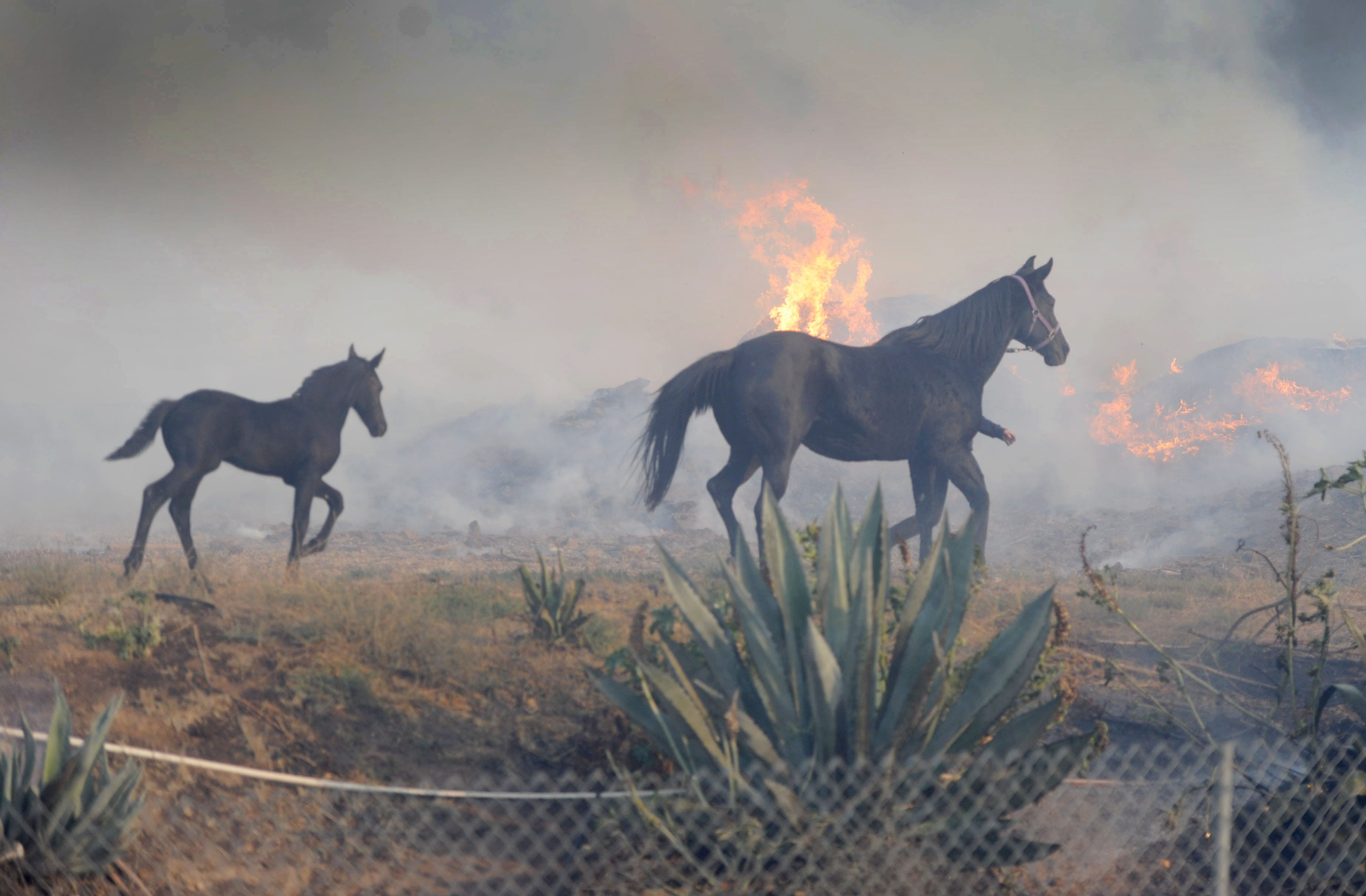 Simi Valley fire: Horse owners scramble to rescue their animals