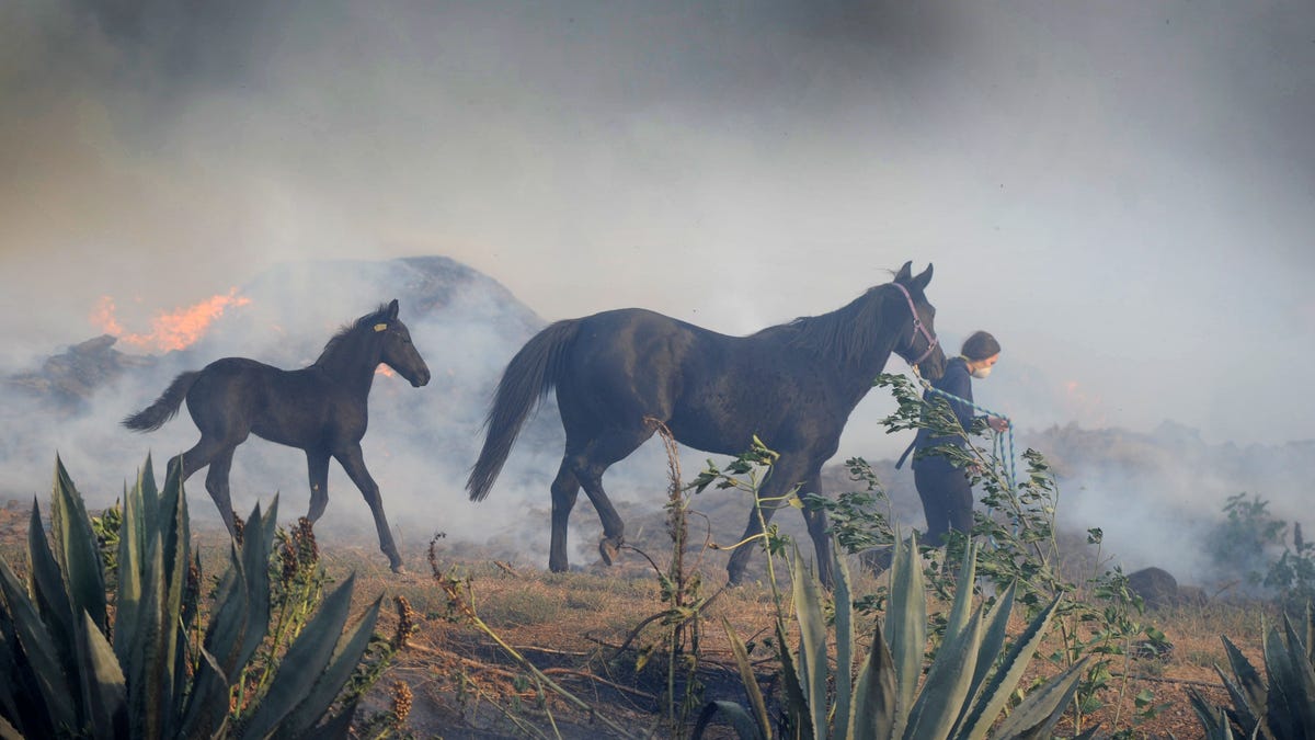 Animals caught in California's wildfires are evacuated and rescued