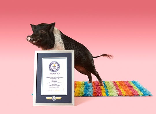 New Guinness World Record-holder: Meet Iowa's movie theater pig