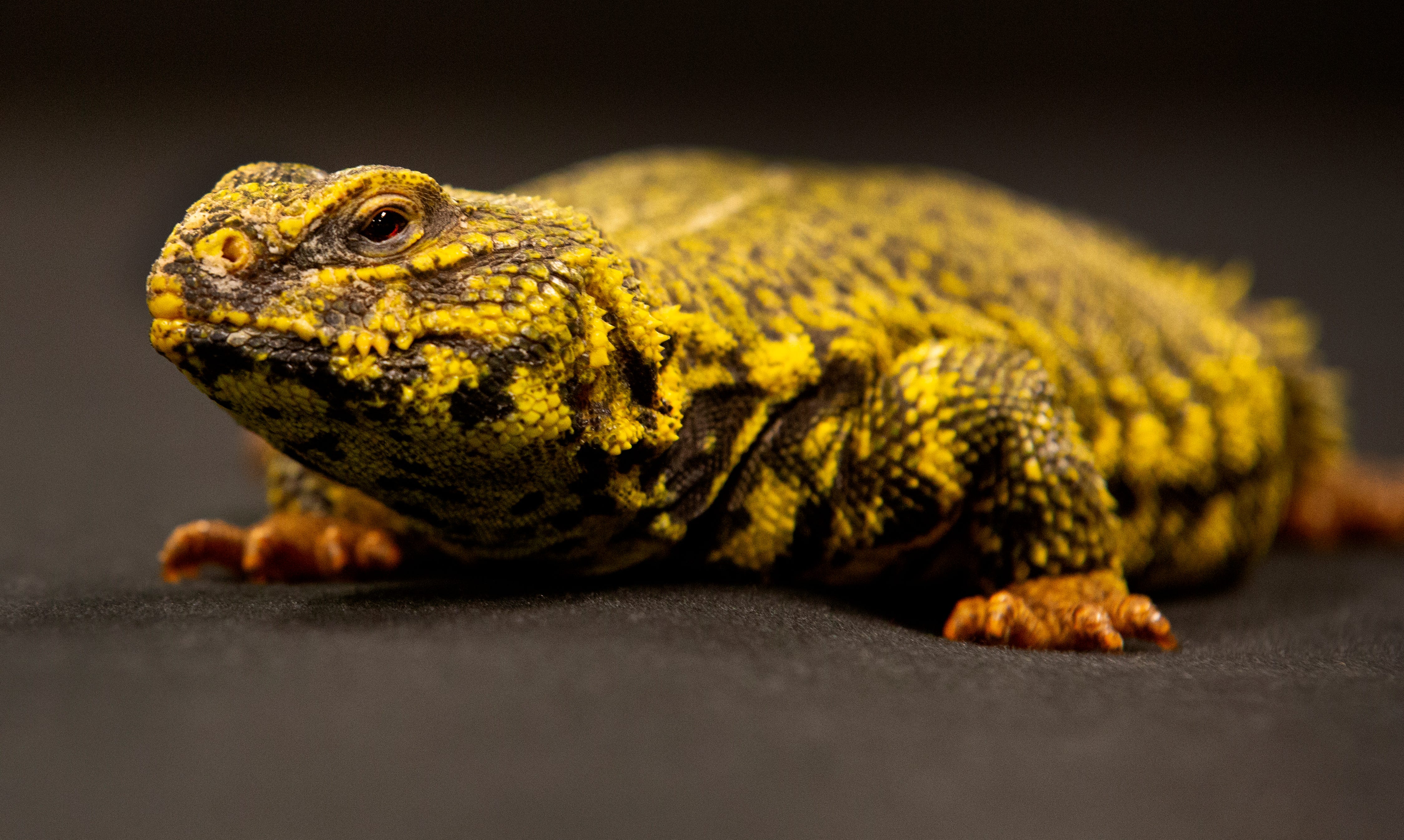 Cincinnati Zoo animals get up close with Enquirer in these photos