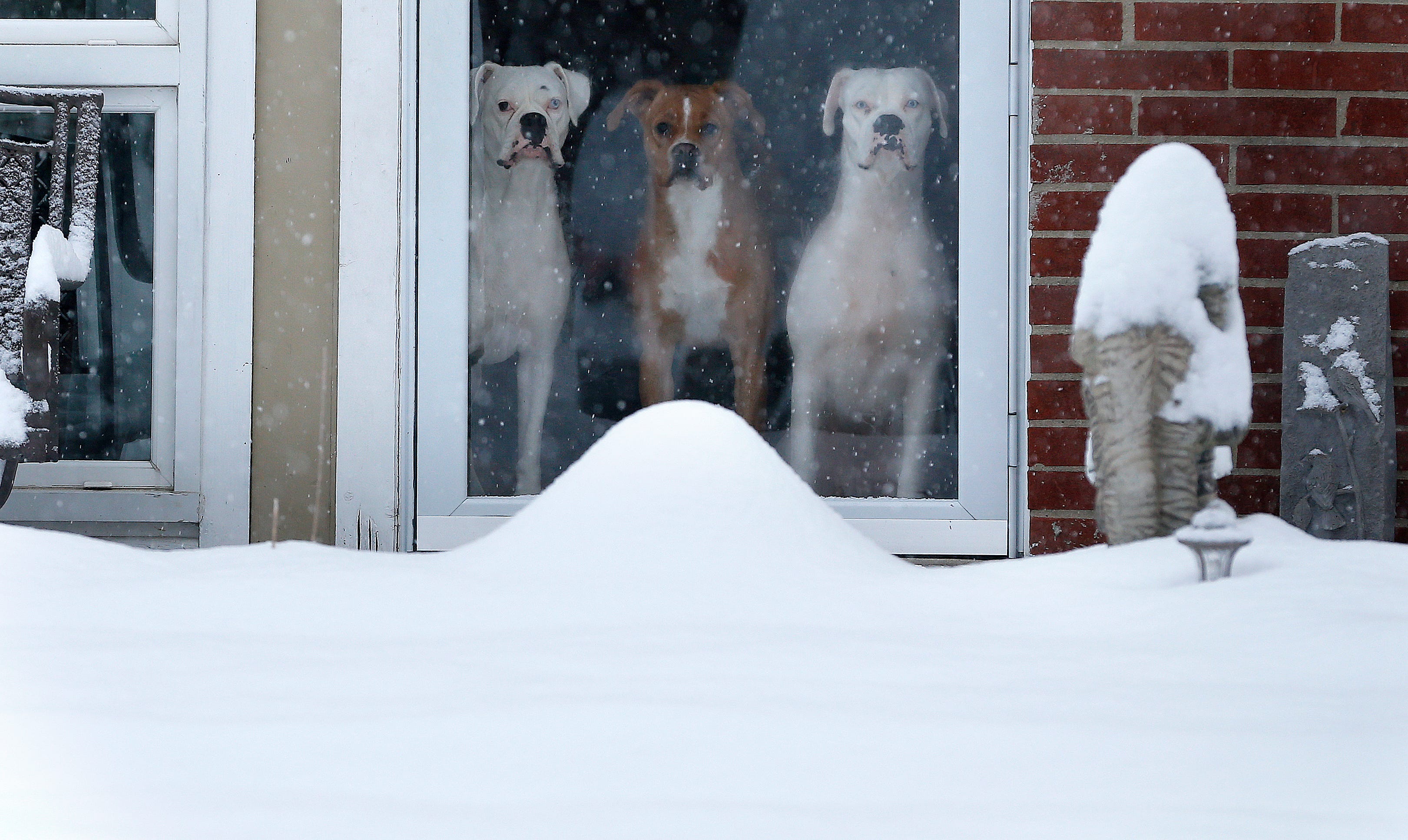 Is It Ok To Leave Dogs Outside In Cold Weather