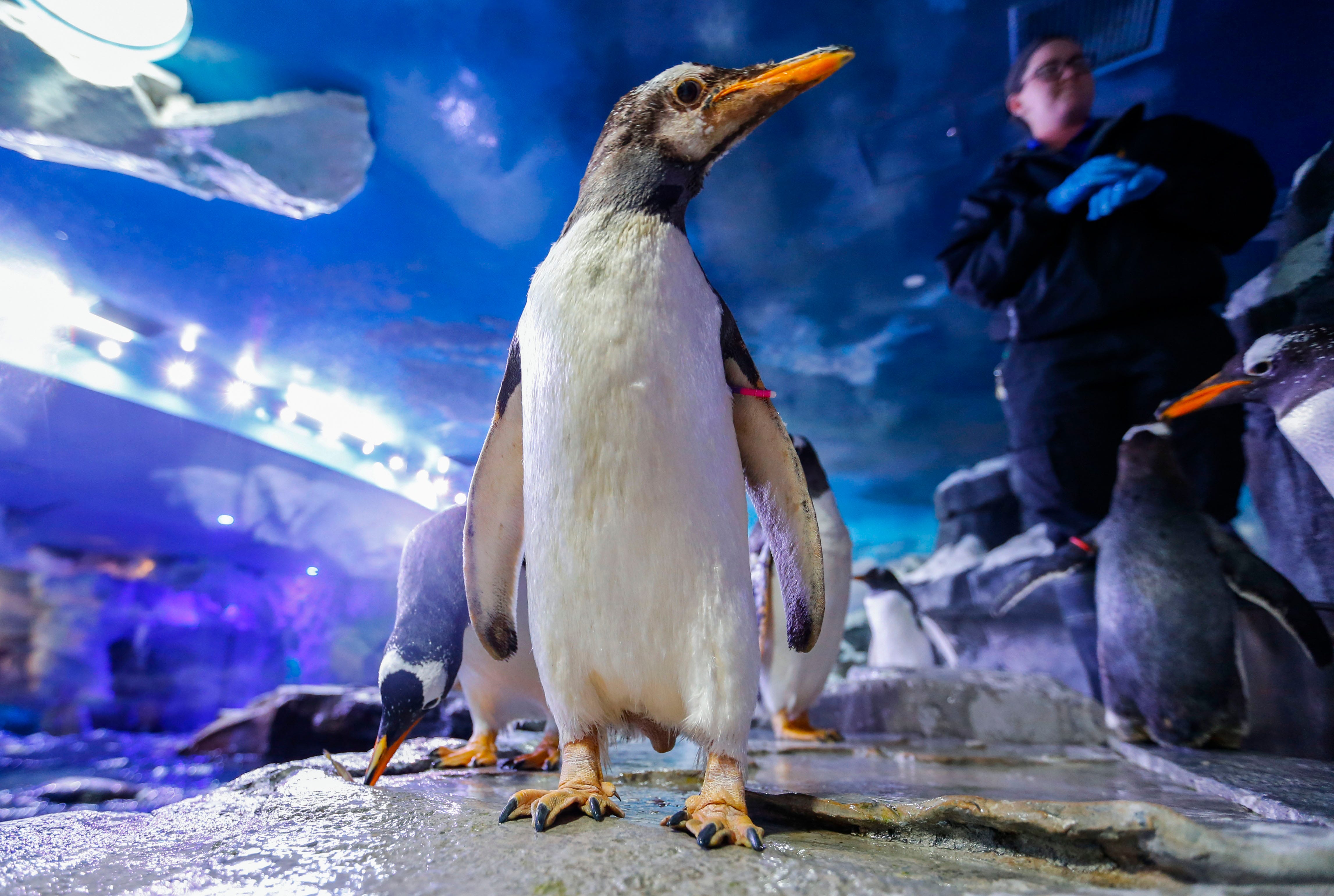 WOW Wonders of Wildlife National Museum and Aquarium Gentoo penguin