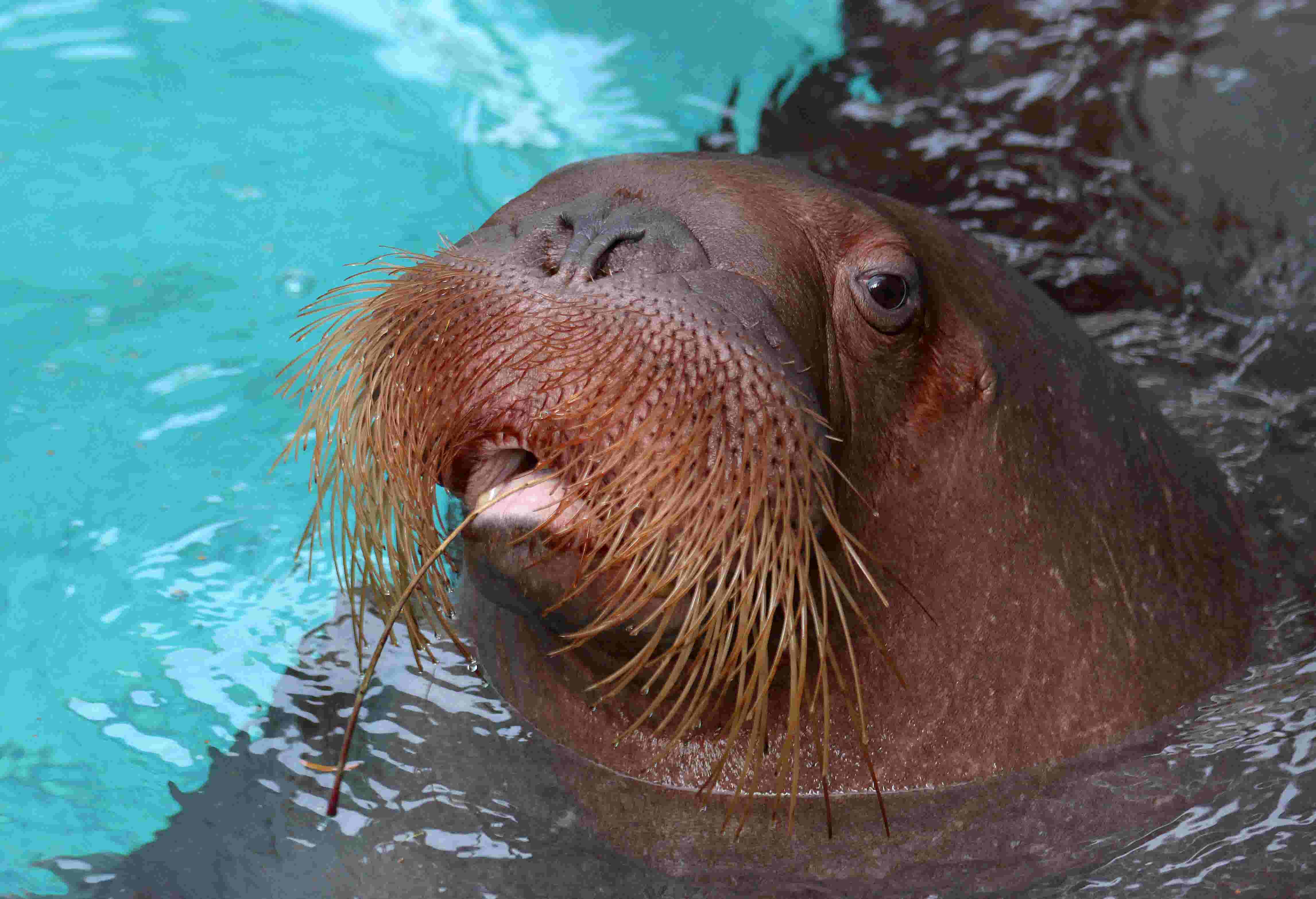 Walruses Aku, Ginger enjoy 1st day at Indianapolis Zoo