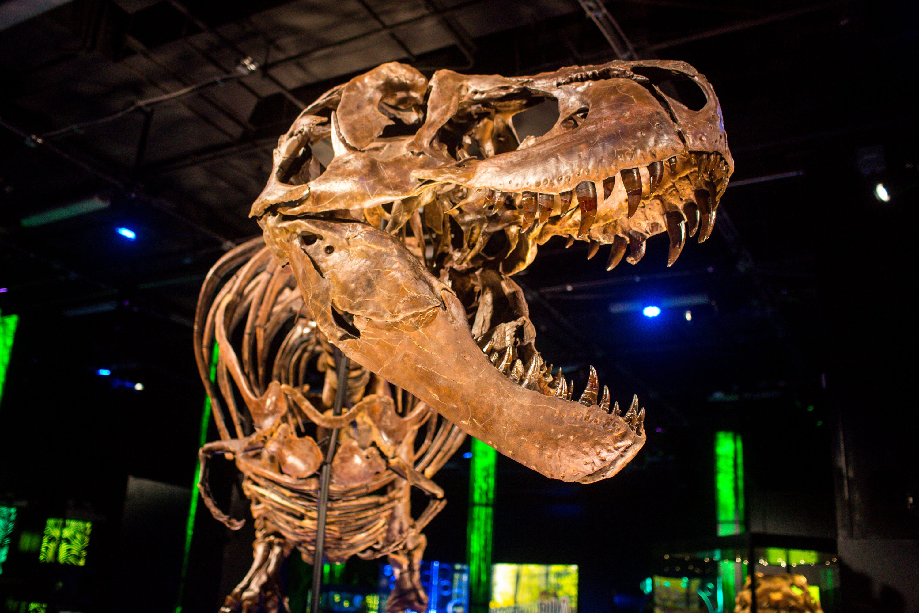Victoria the T. rex is on exhibit at the Arizona Science Center