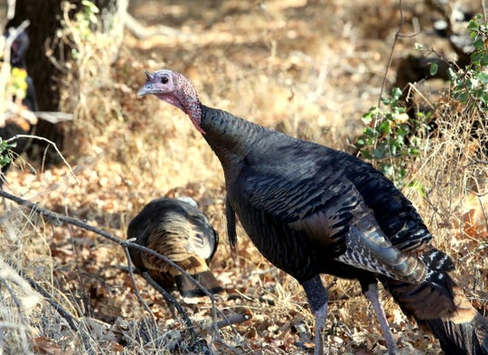 California's wild turkey population is booming after wildfires