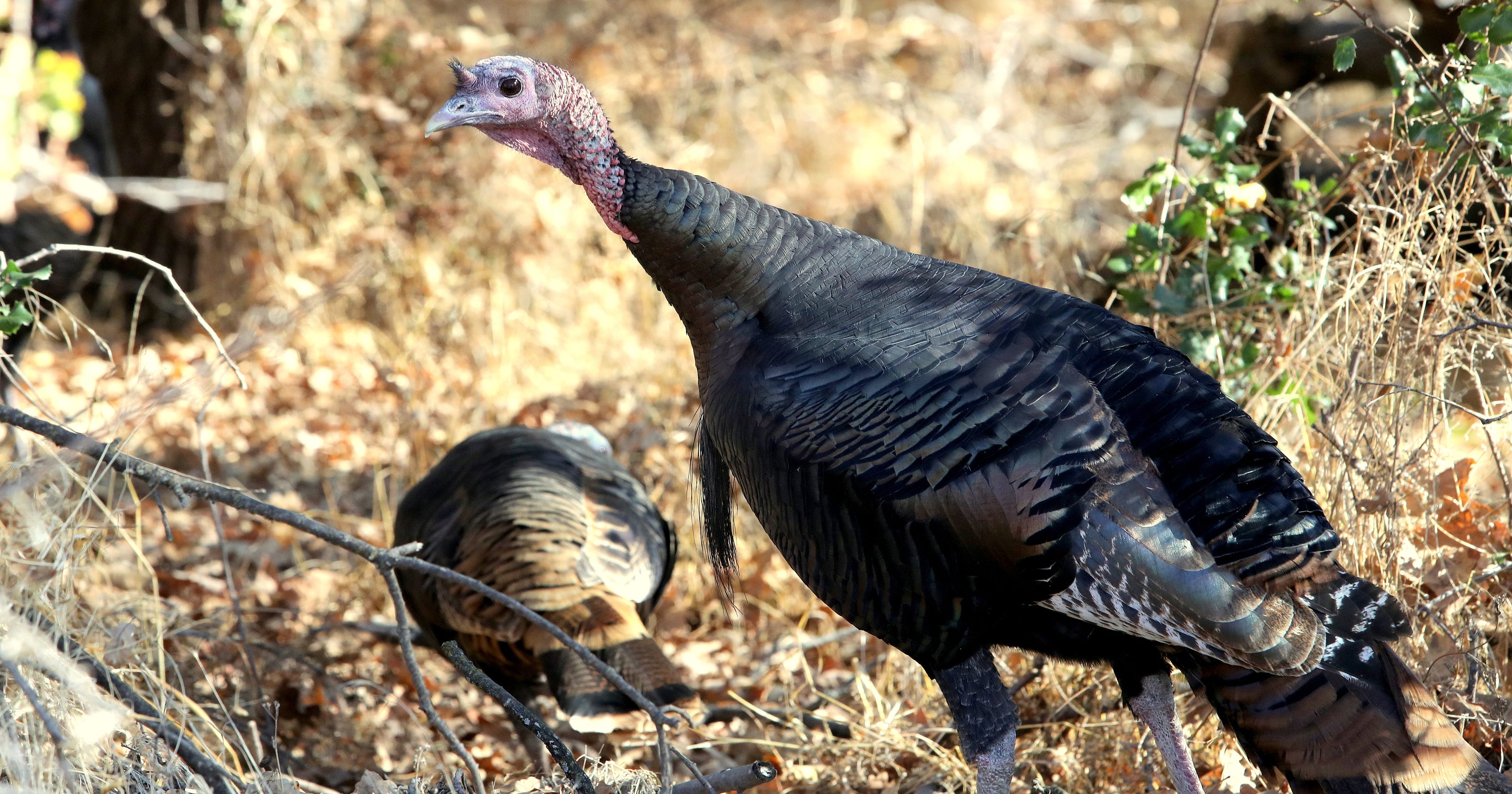 California's wild turkey population is booming after wildfires