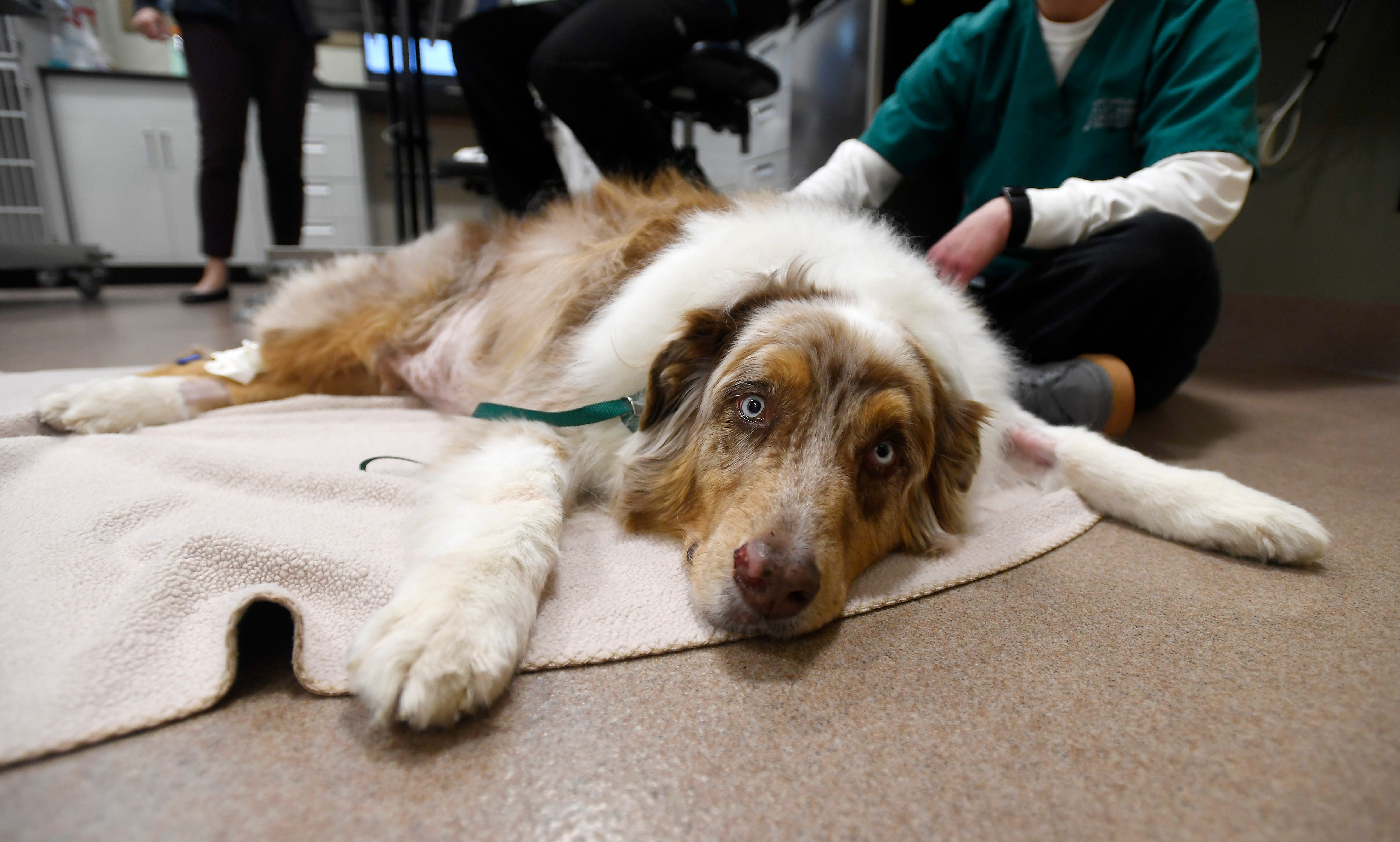 CSU vet hospital tests technique to detect metastatic cancer in dogs