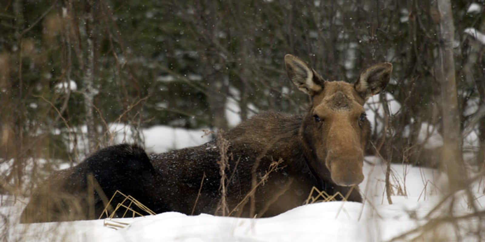 Surviving in winter: How these remarkable Michigan animals make it to ...