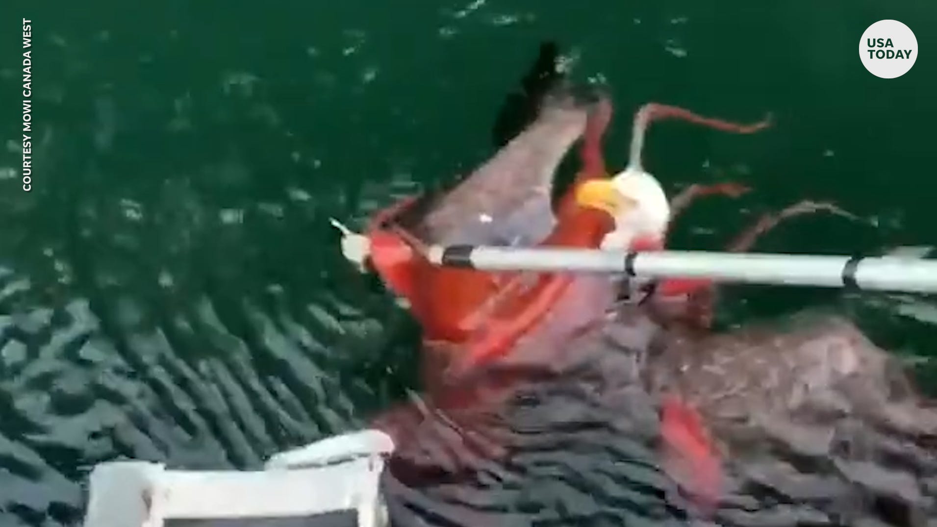 bald eagle and octopus