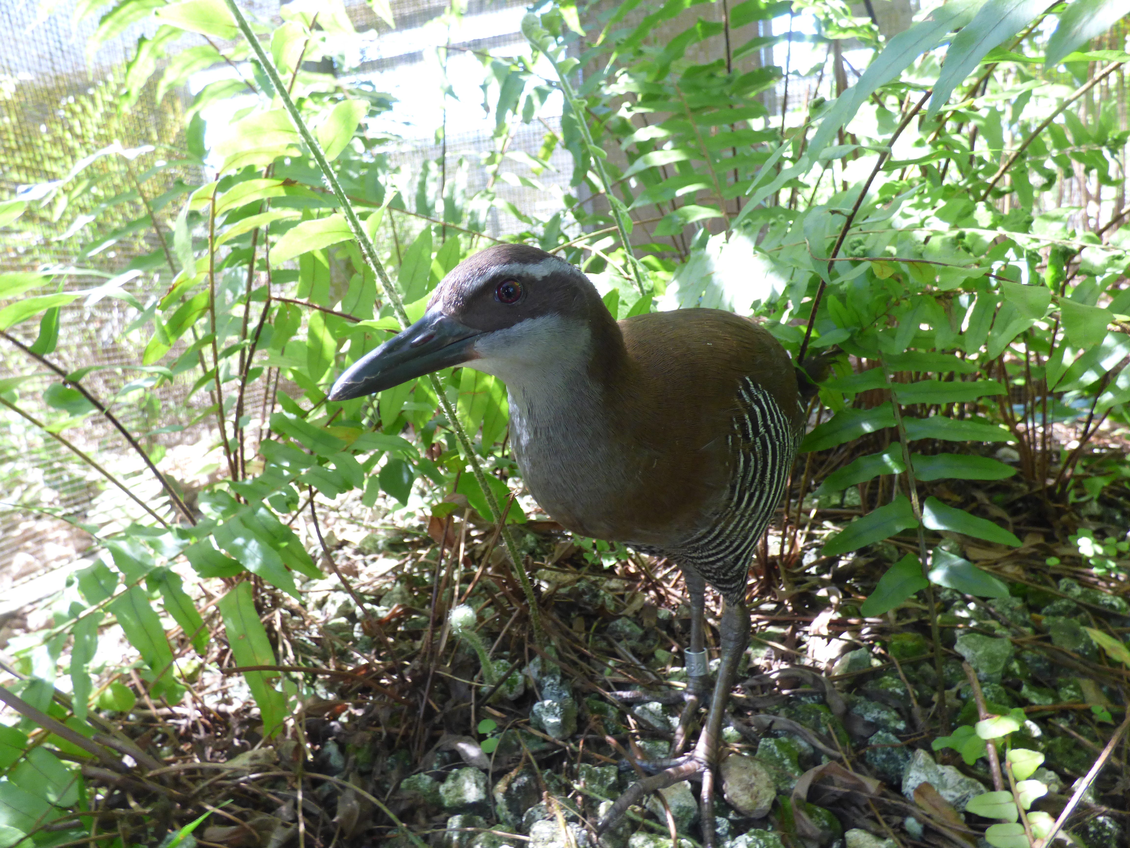 The ko'ko' no longer considered extinct in the wild